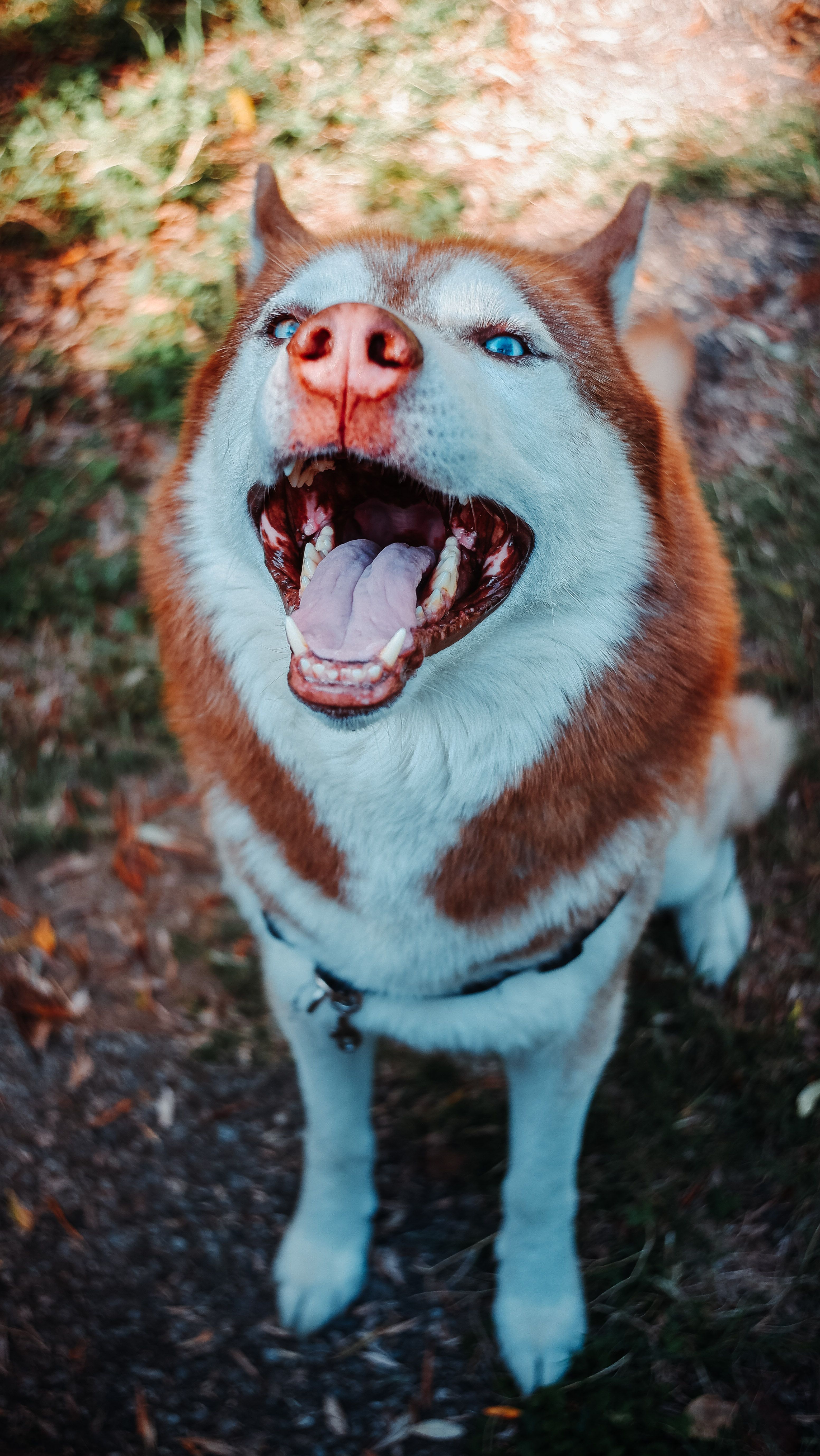 Funny Dog with Red Nose and Blue Eyes Sitting on the Ground · Free ...