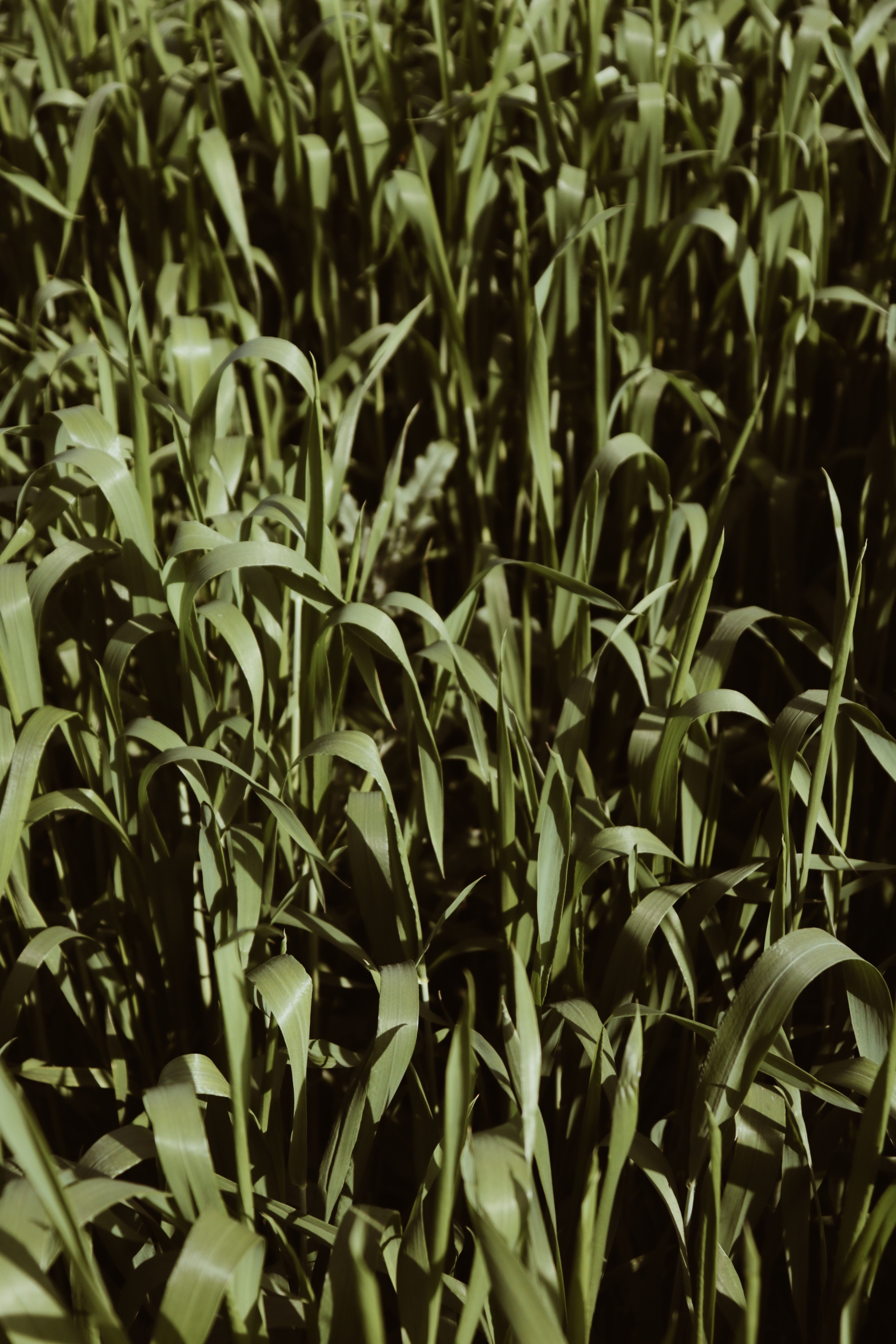 Close-up of Grassland · Free Stock Photo