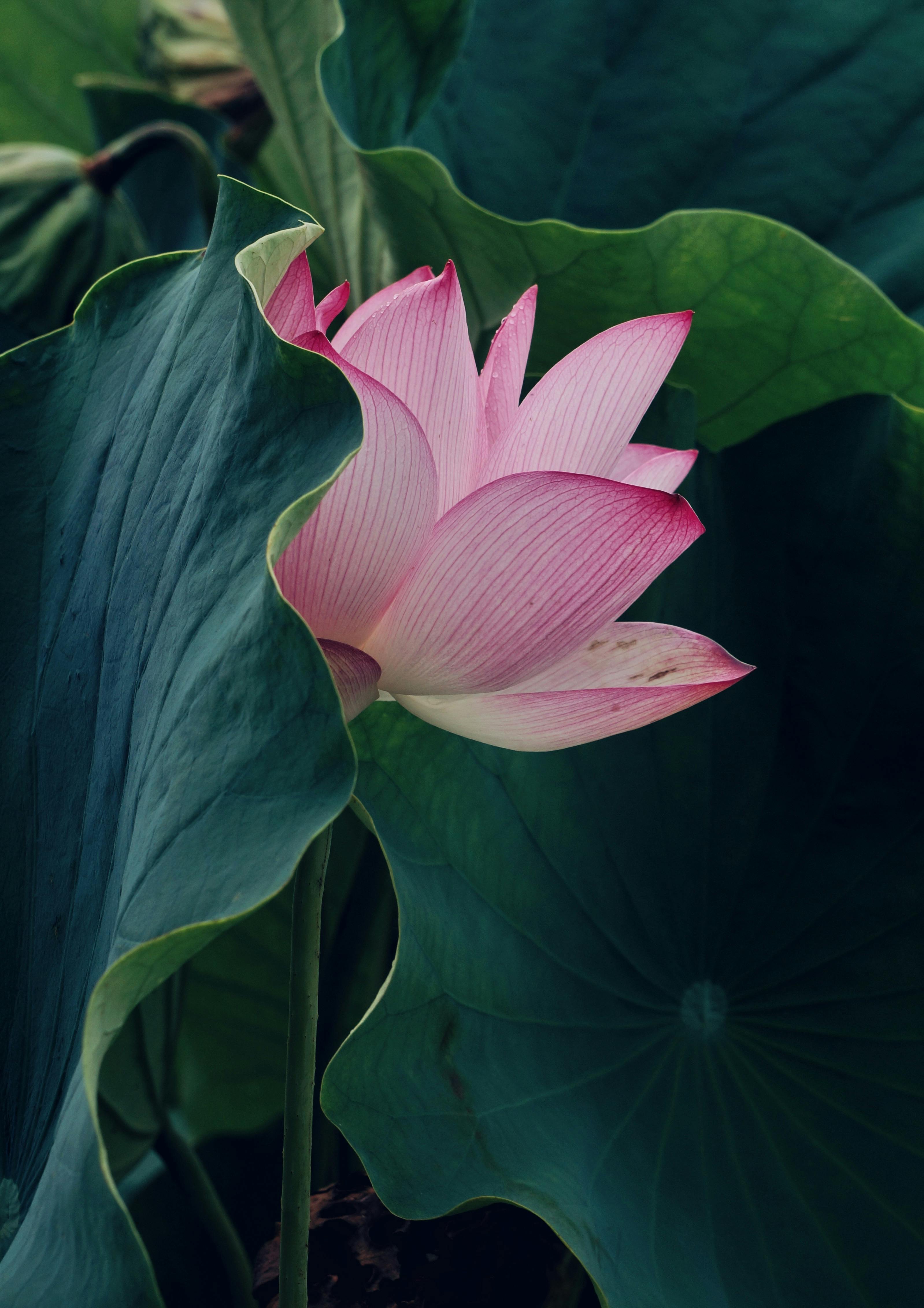 Lotus Fly Photos, Download The BEST Free Lotus Fly Stock Photos & HD Images