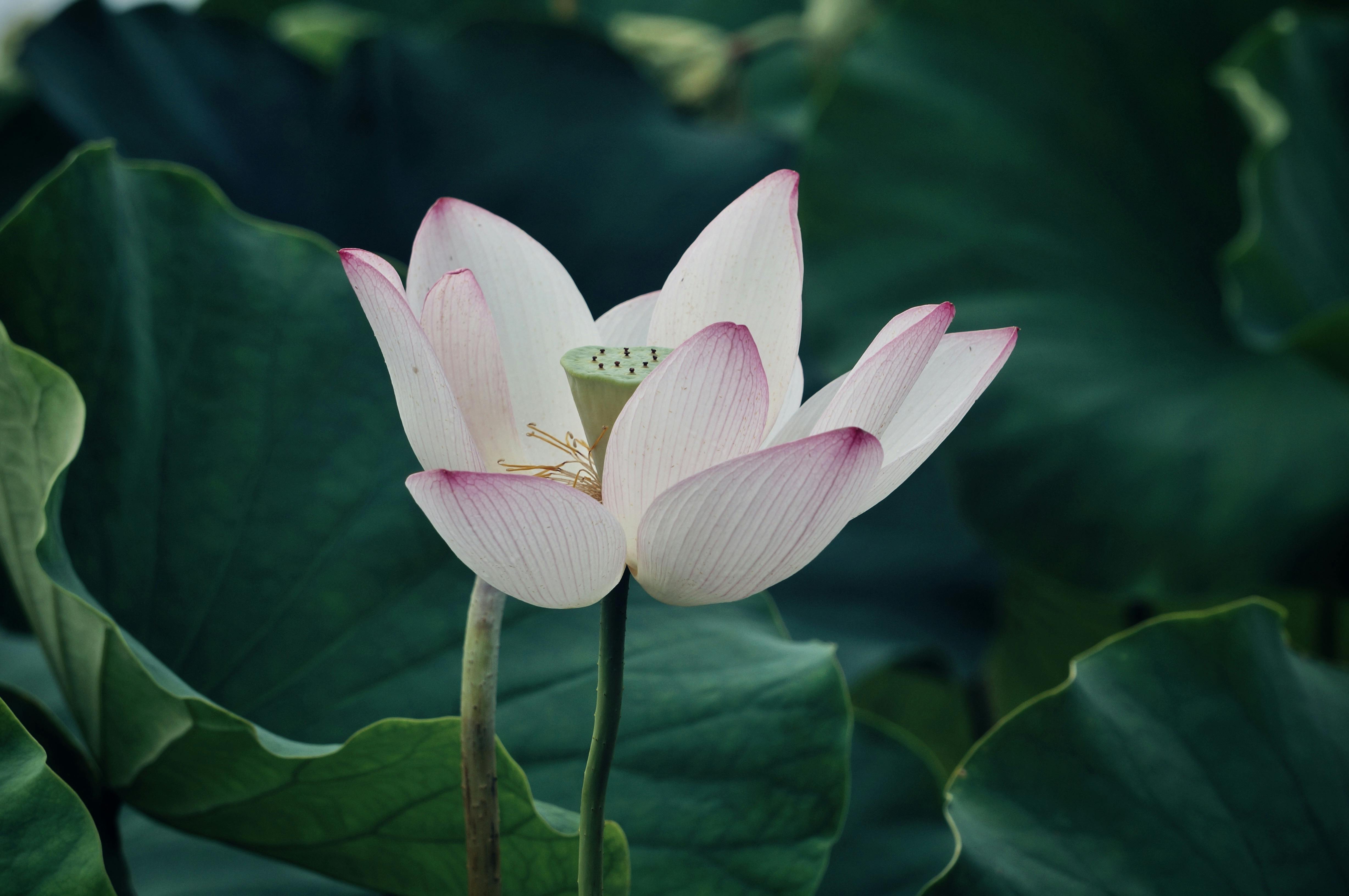 White Nature Photos, Download The BEST Free White Nature Stock Photos ...