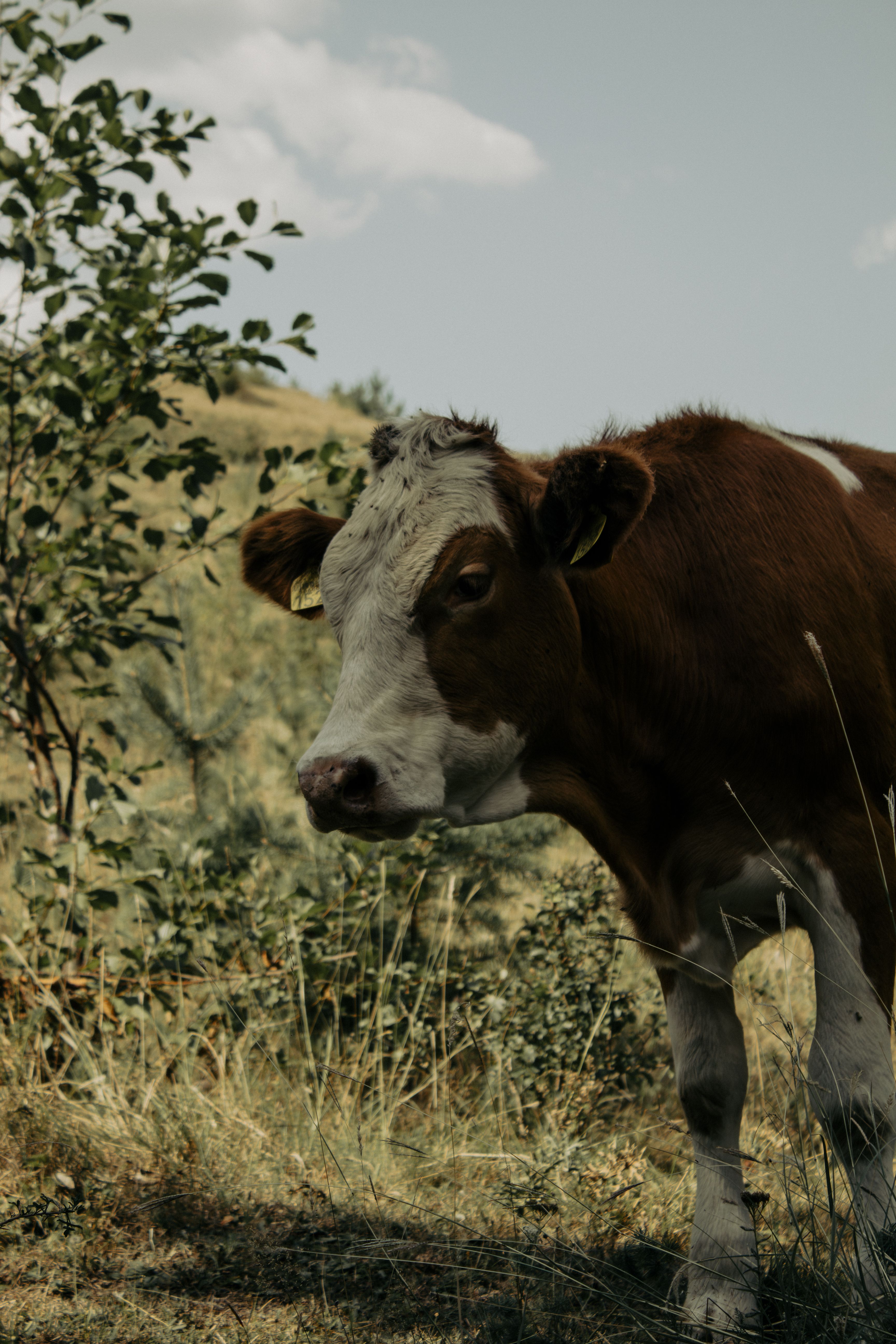 Portrait of Cow Calf · Free Stock Photo