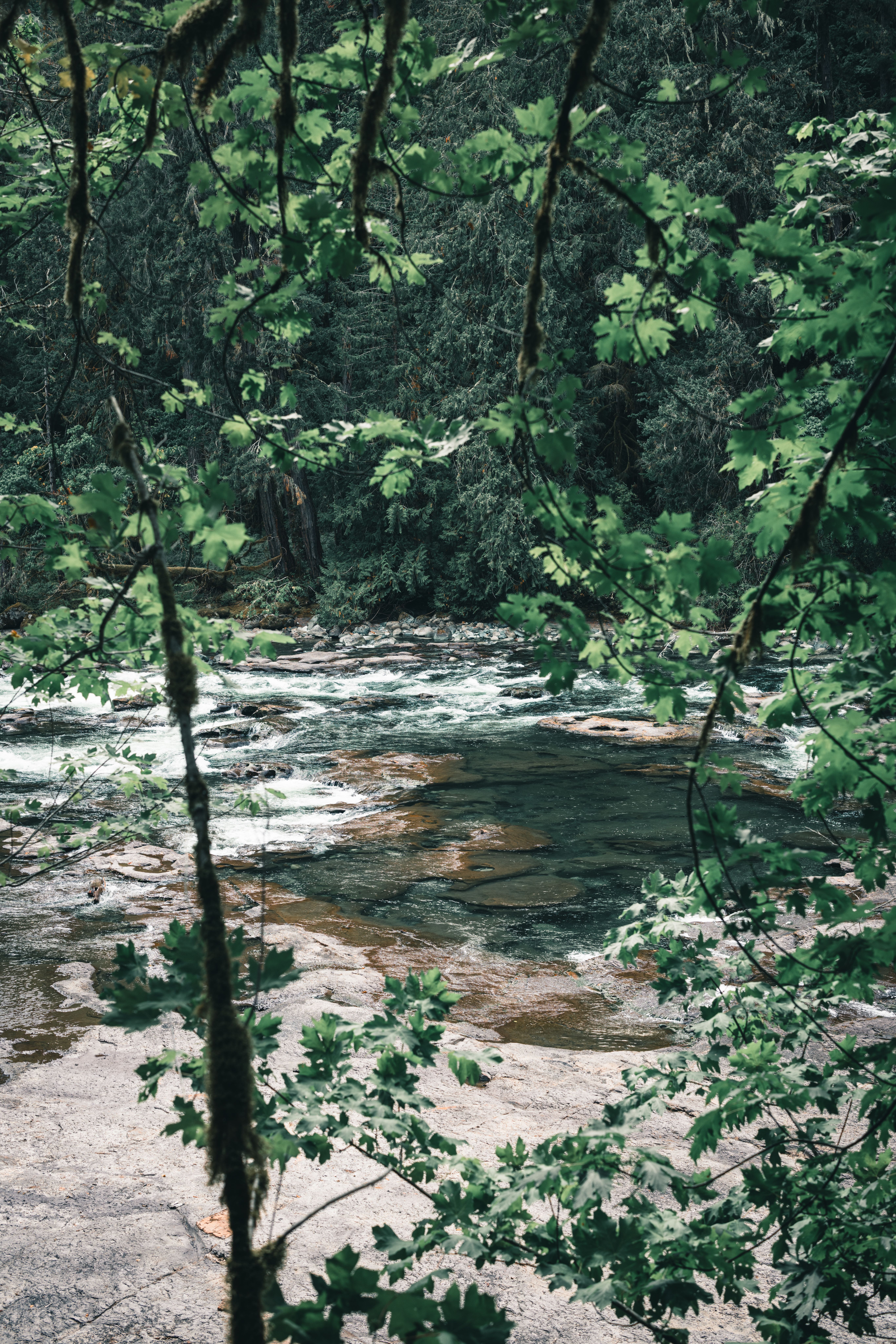 Stamp River Provincial Park · Free Stock Photo