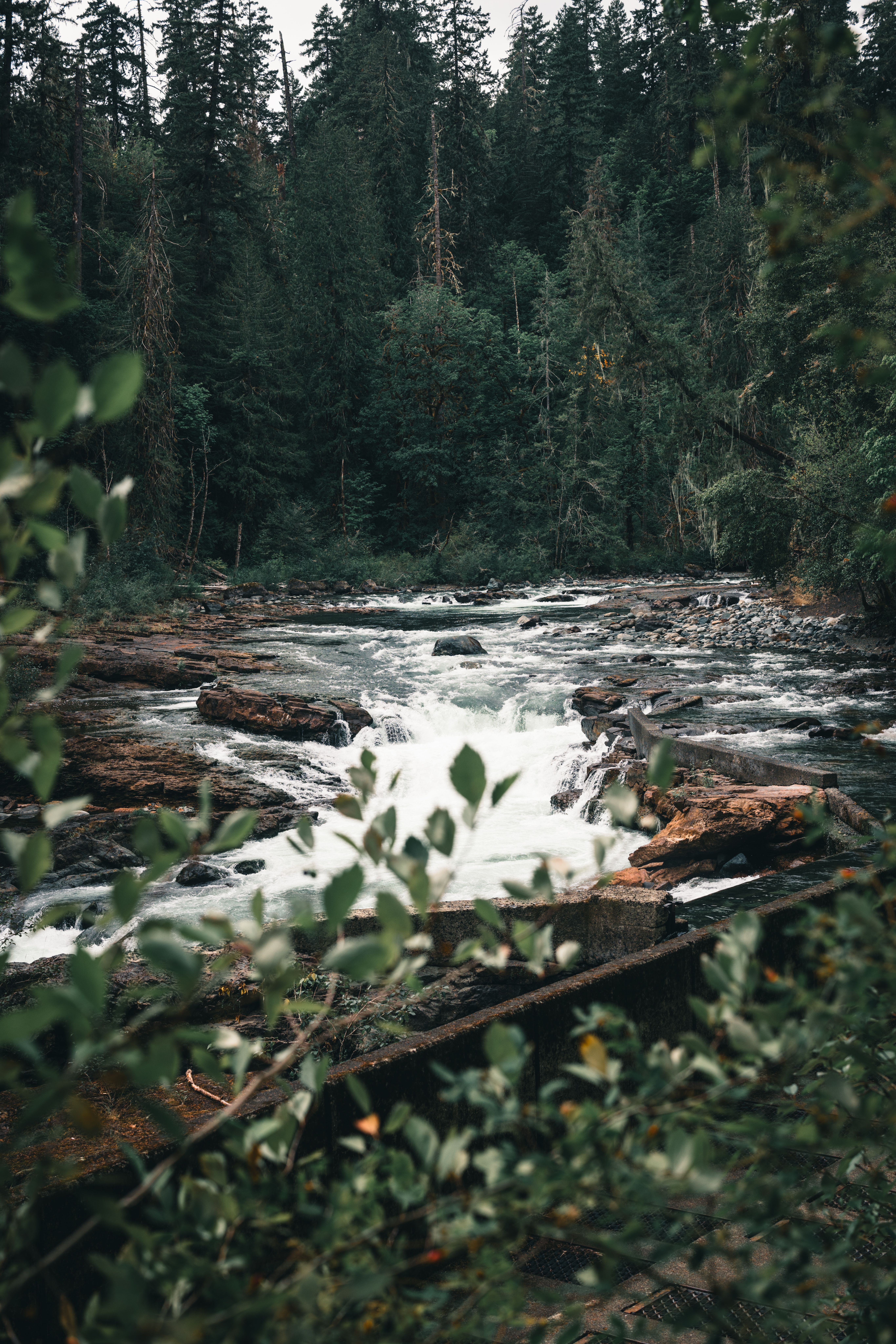 Stamp River Provincial Park · Free Stock Photo
