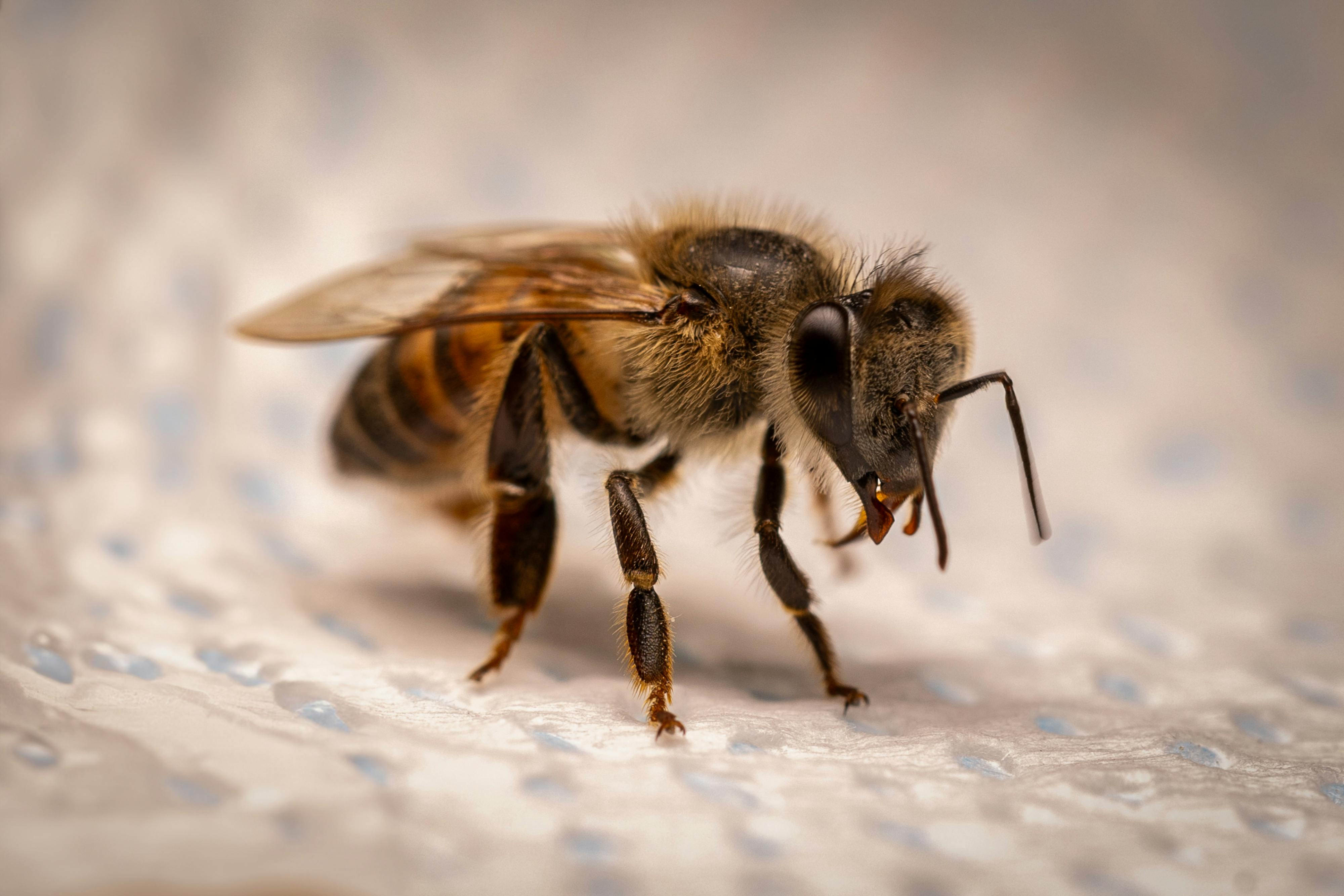 Moka Bee Photos, Download The BEST Free Moka Bee Stock Photos & HD Images