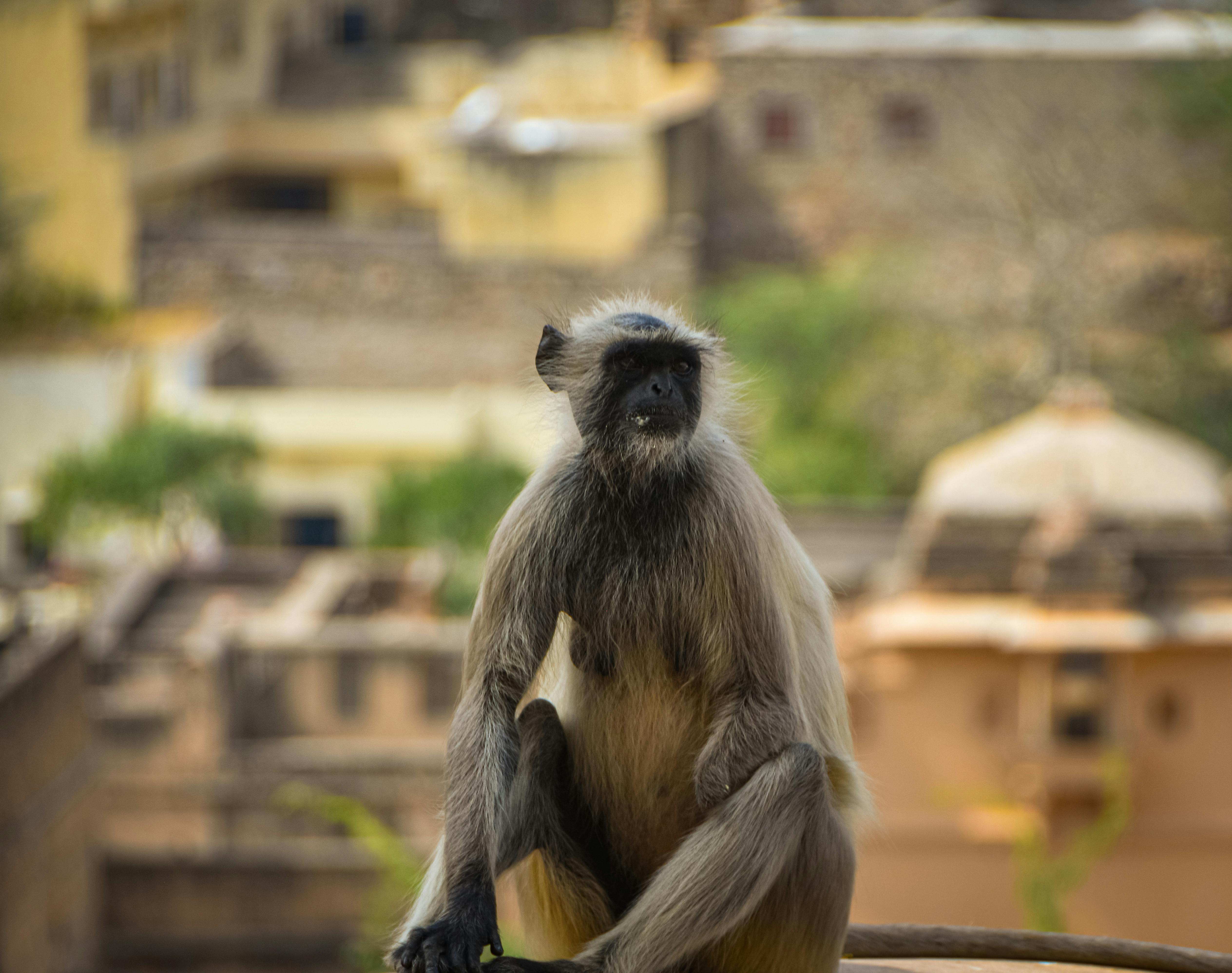 Indian Langur Angry Monkey Photos, Download The BEST Free Indian Langur ...