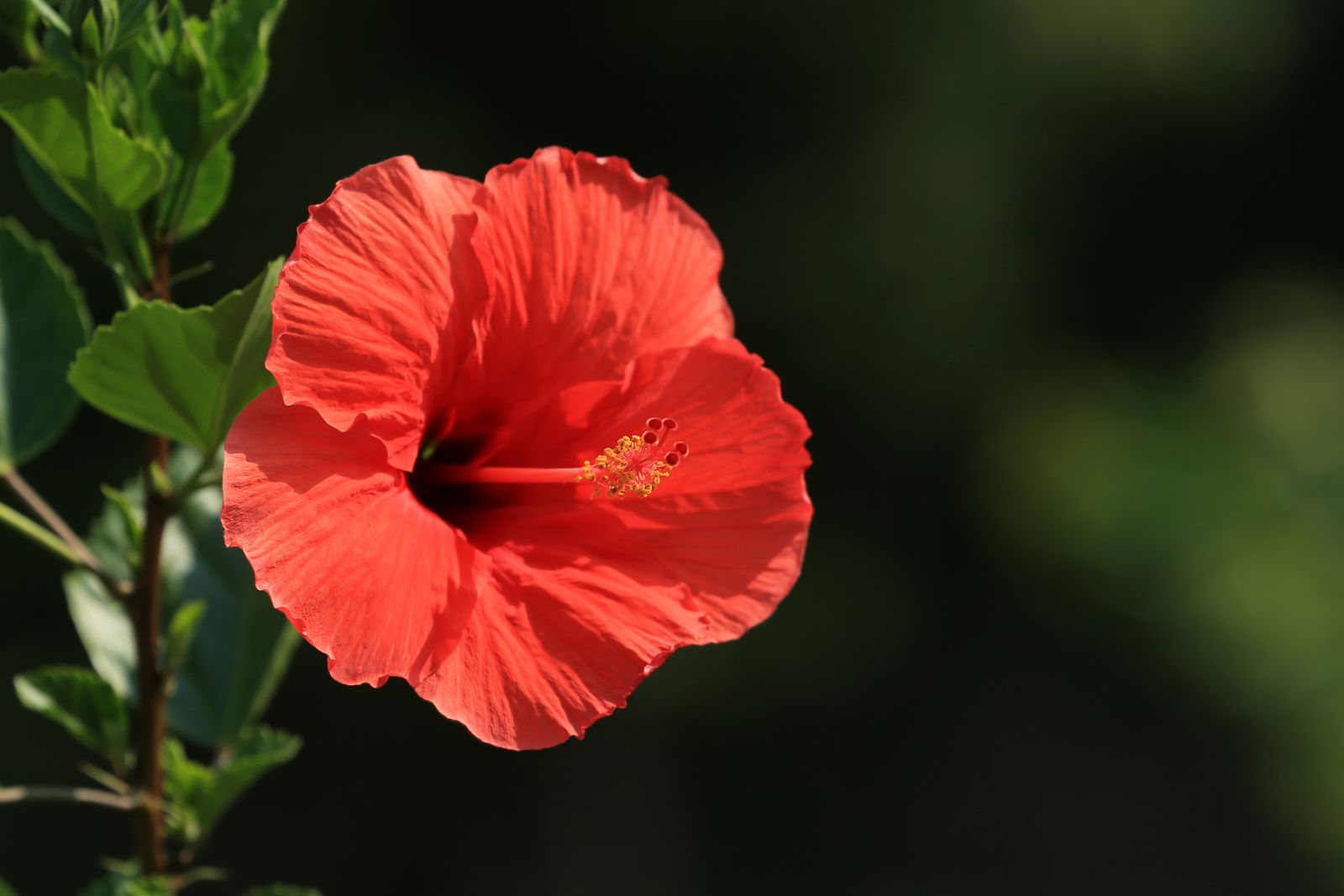 Hibiscus Wallpaper Photos, Download The BEST Free Hibiscus Wallpaper ...