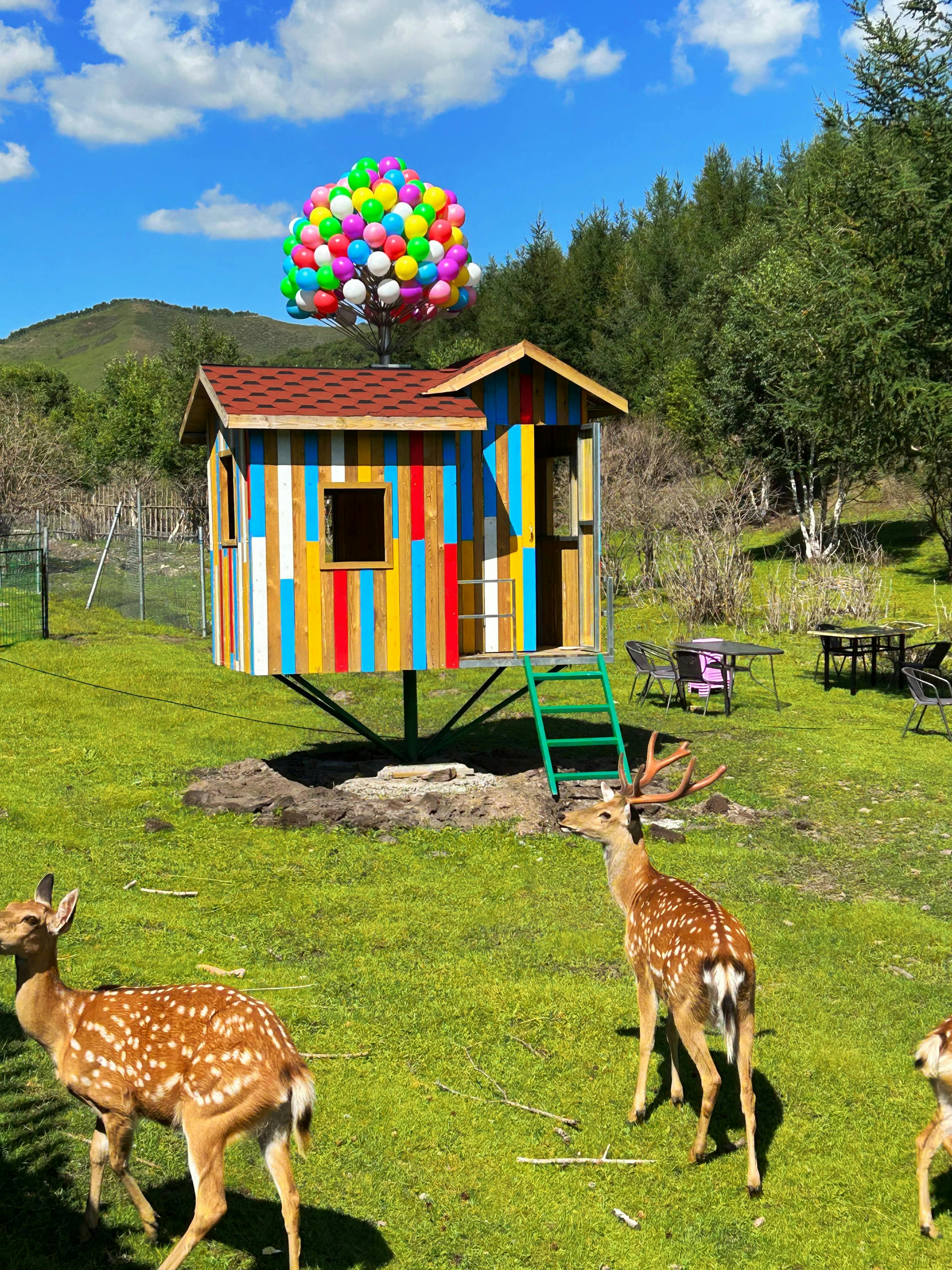 jie zhao - Fotografía