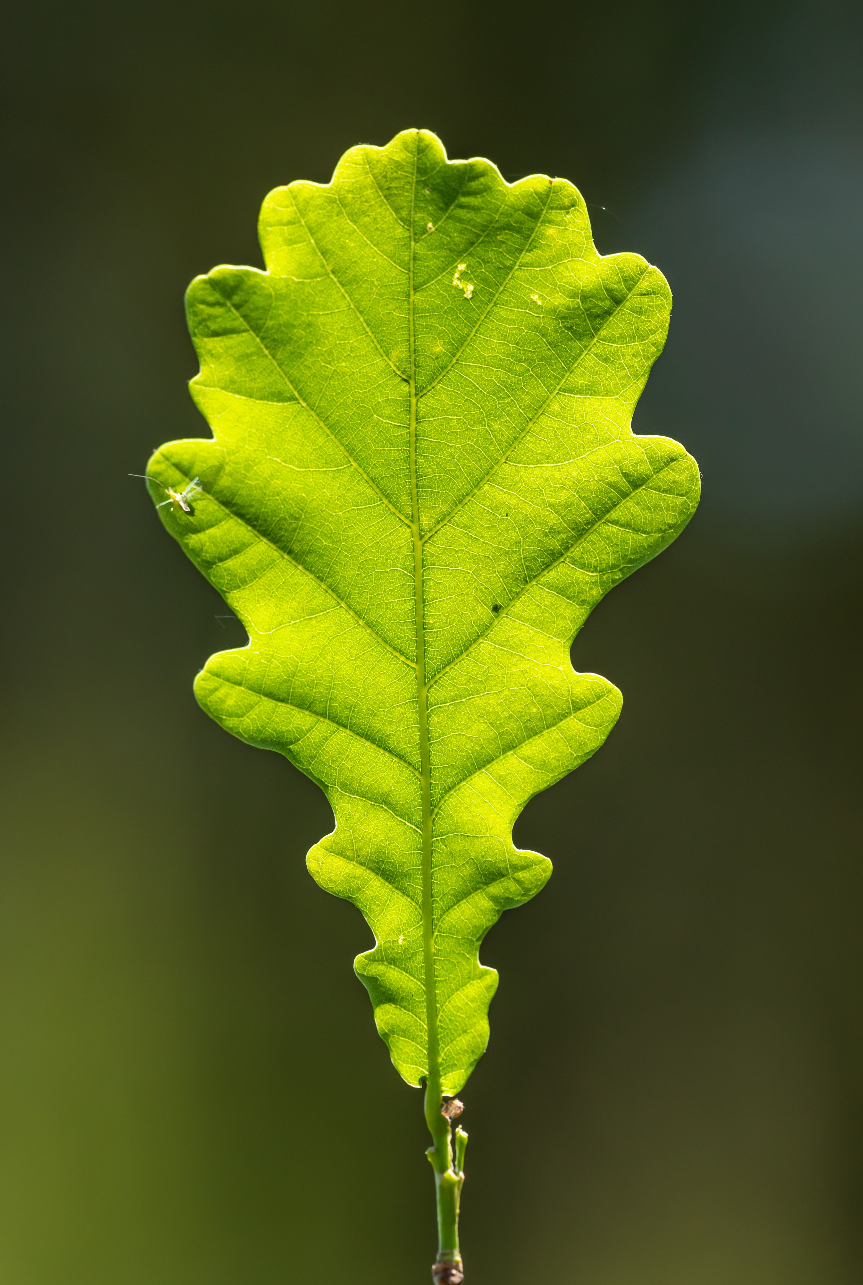 Close-up of a Green Oak Leaf · Free Stock Photo