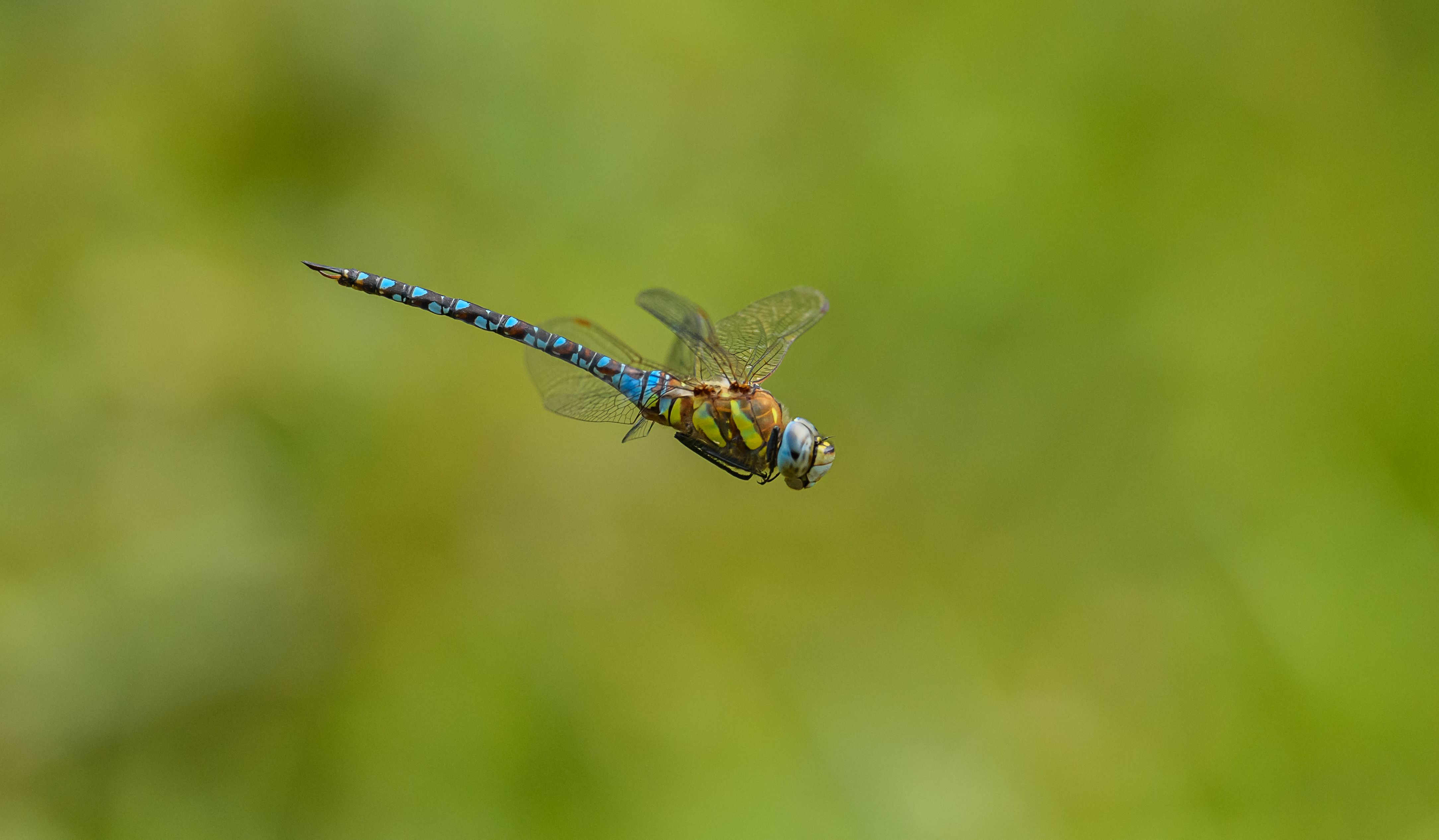 Foto de stock gratuita sobre @al aire libre, aéreo, aeshna mixta, alas ...