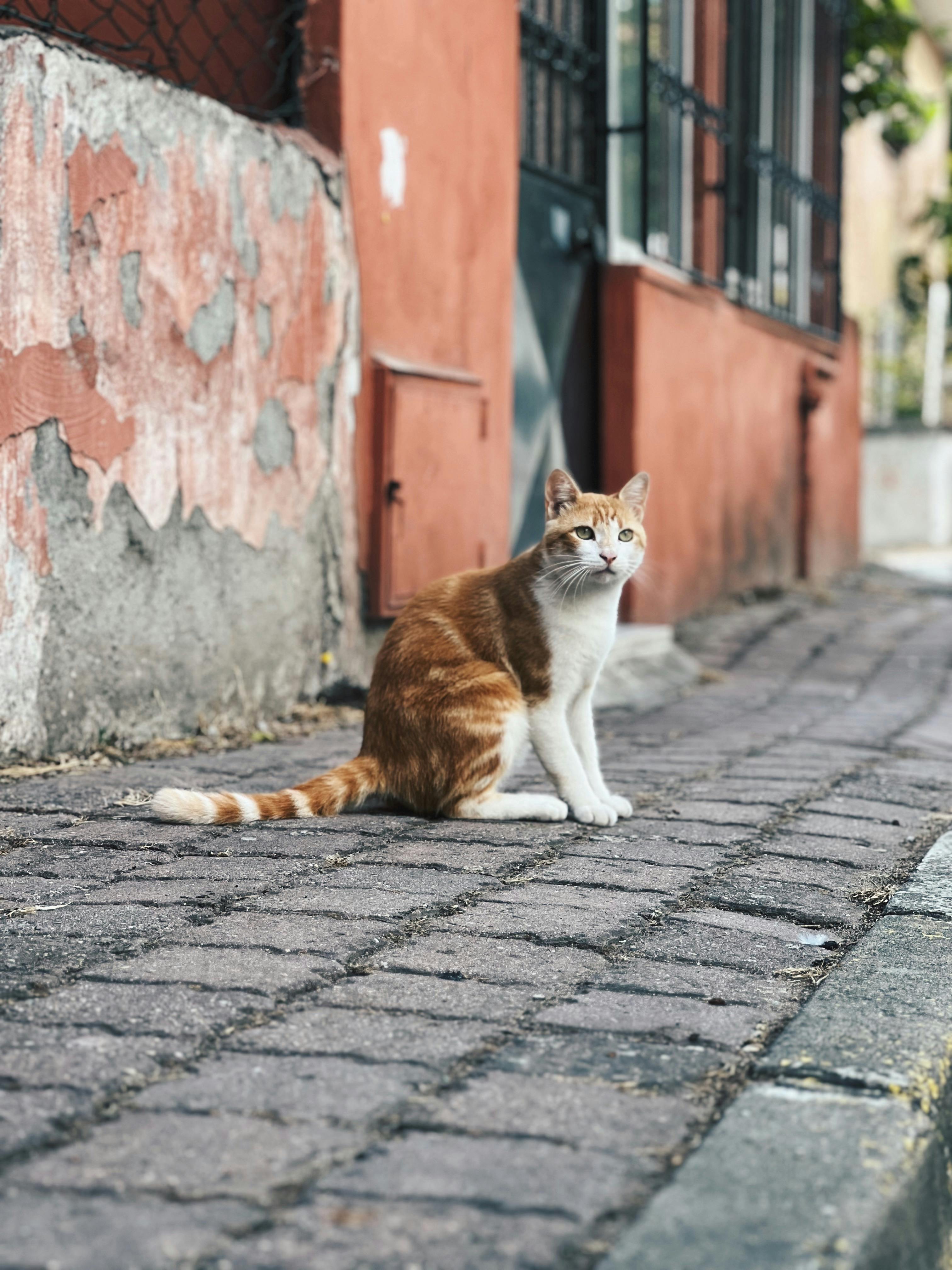 Busok Cat Photos, Download The BEST Free Busok Cat Stock Photos & HD Images