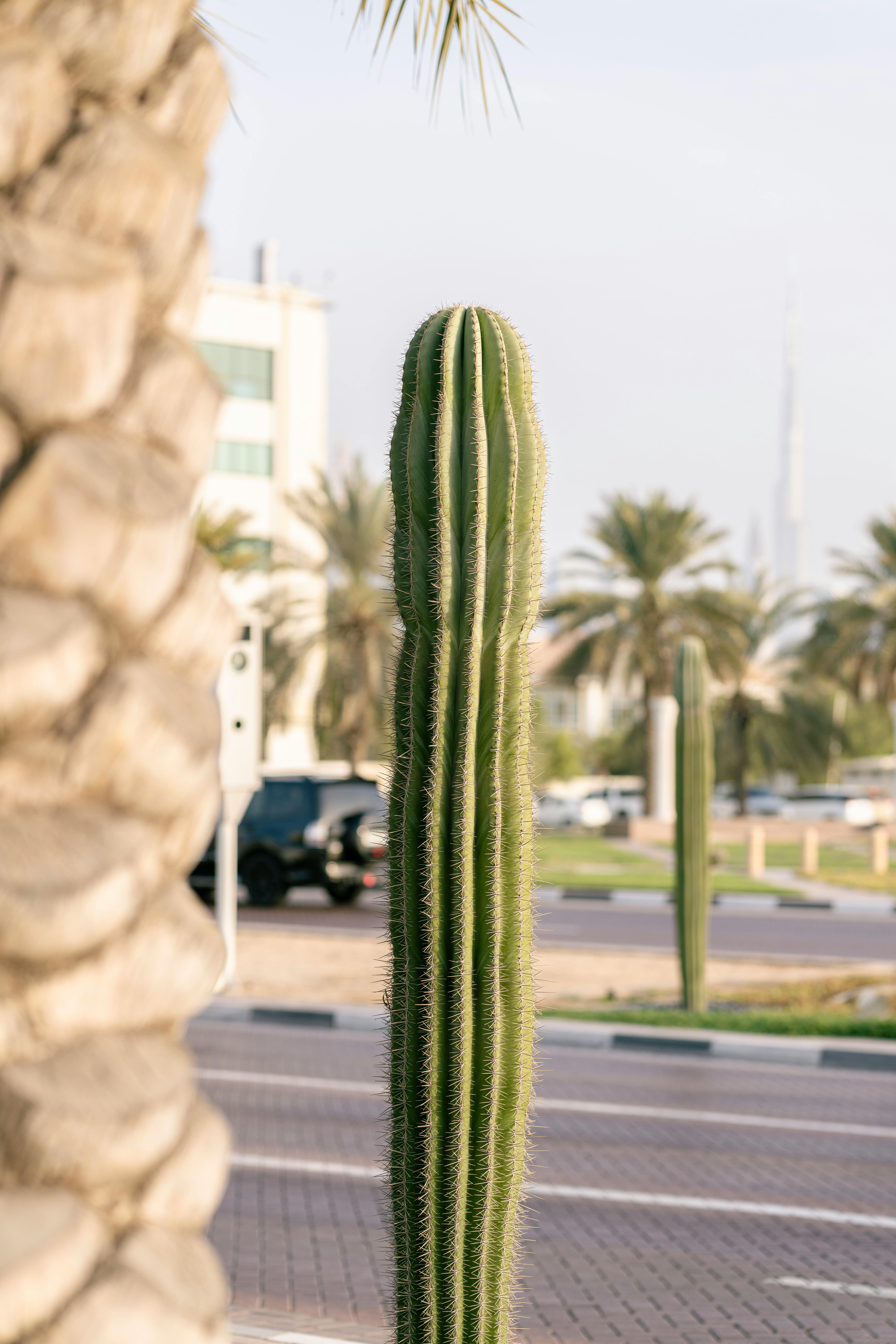 Cactus near Street · Free Stock Photo