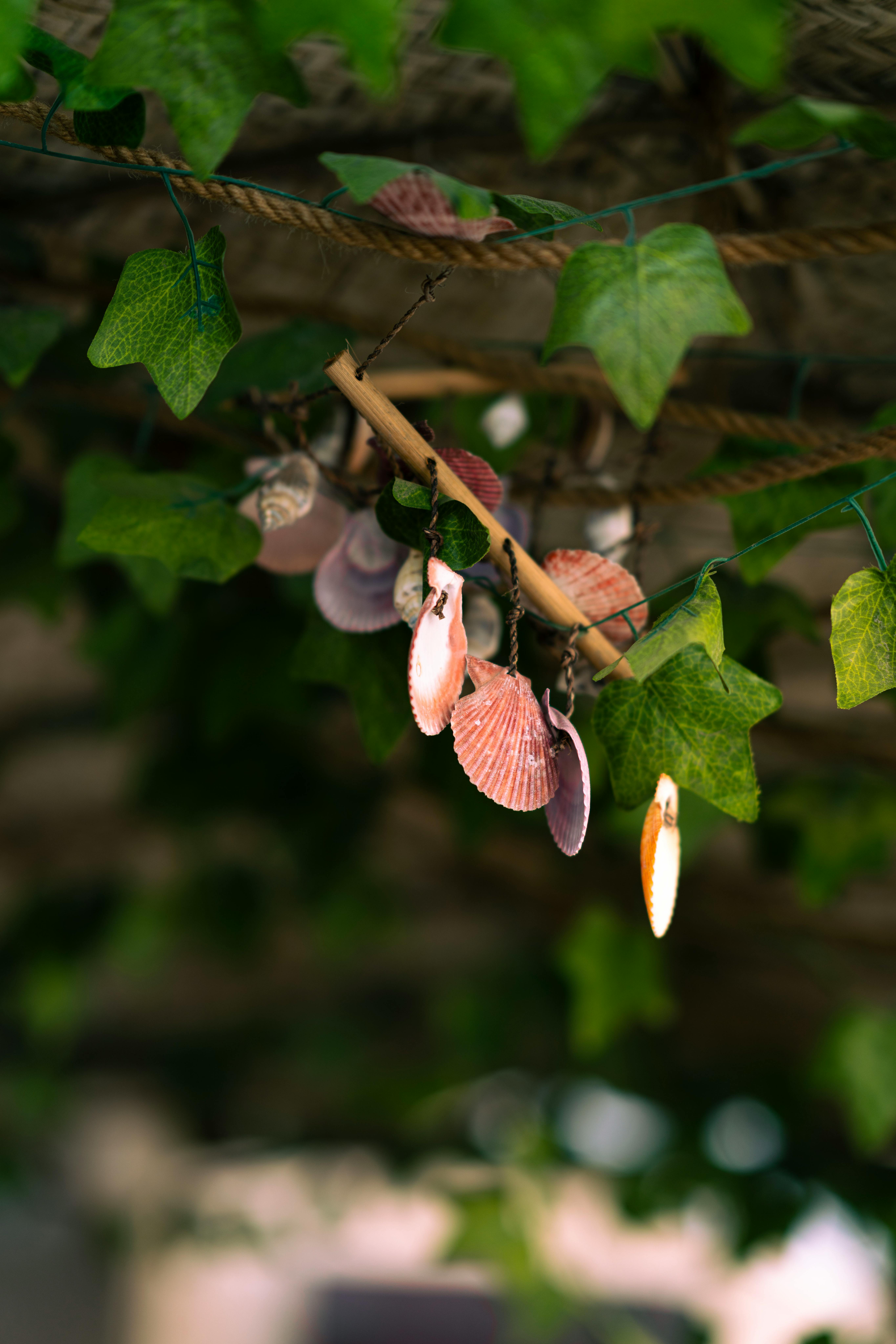 A Close-Up Shot of a Variety of Seashells · Free Stock Photo