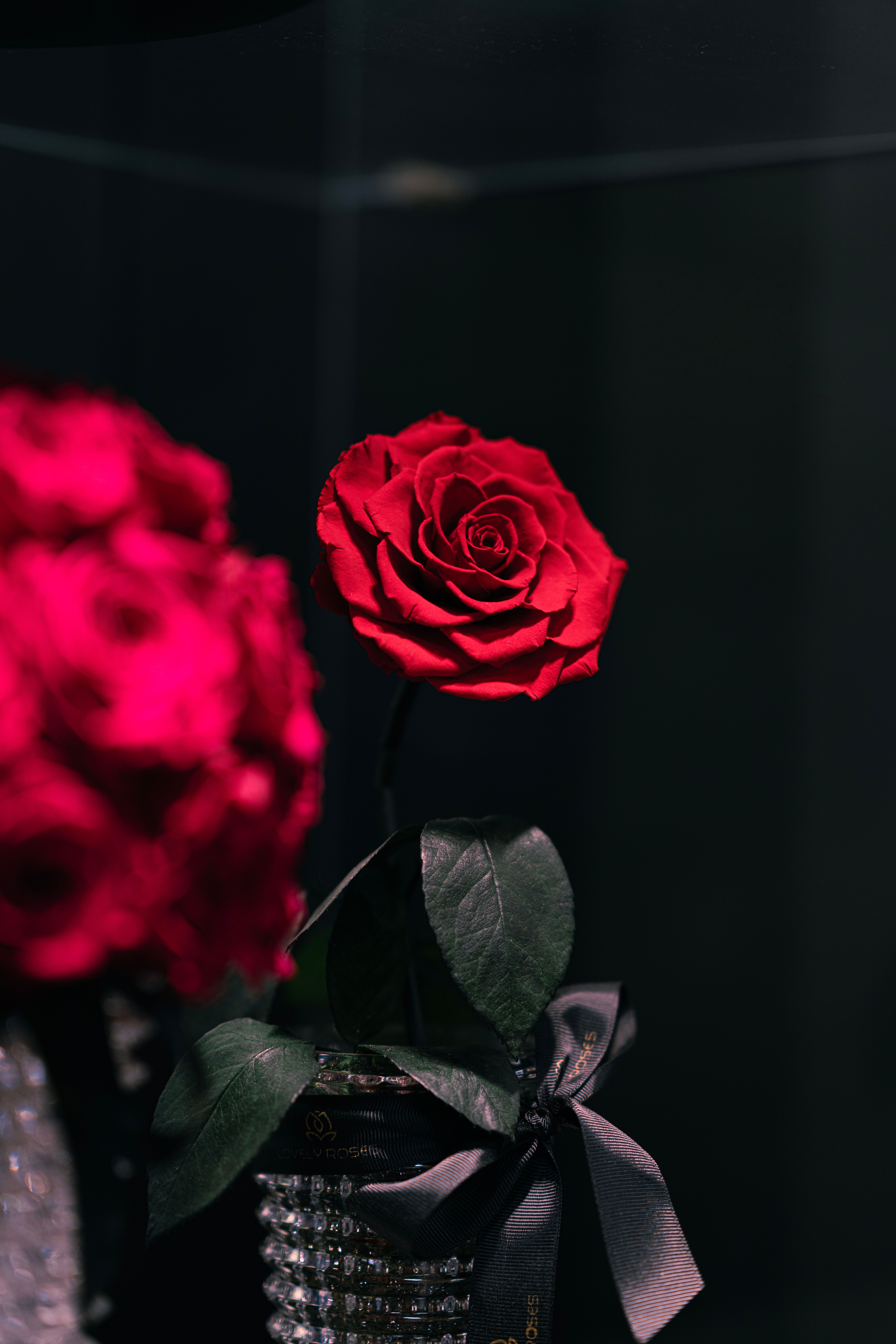 Heap of beautiful dark red flowers · Free Stock Photo