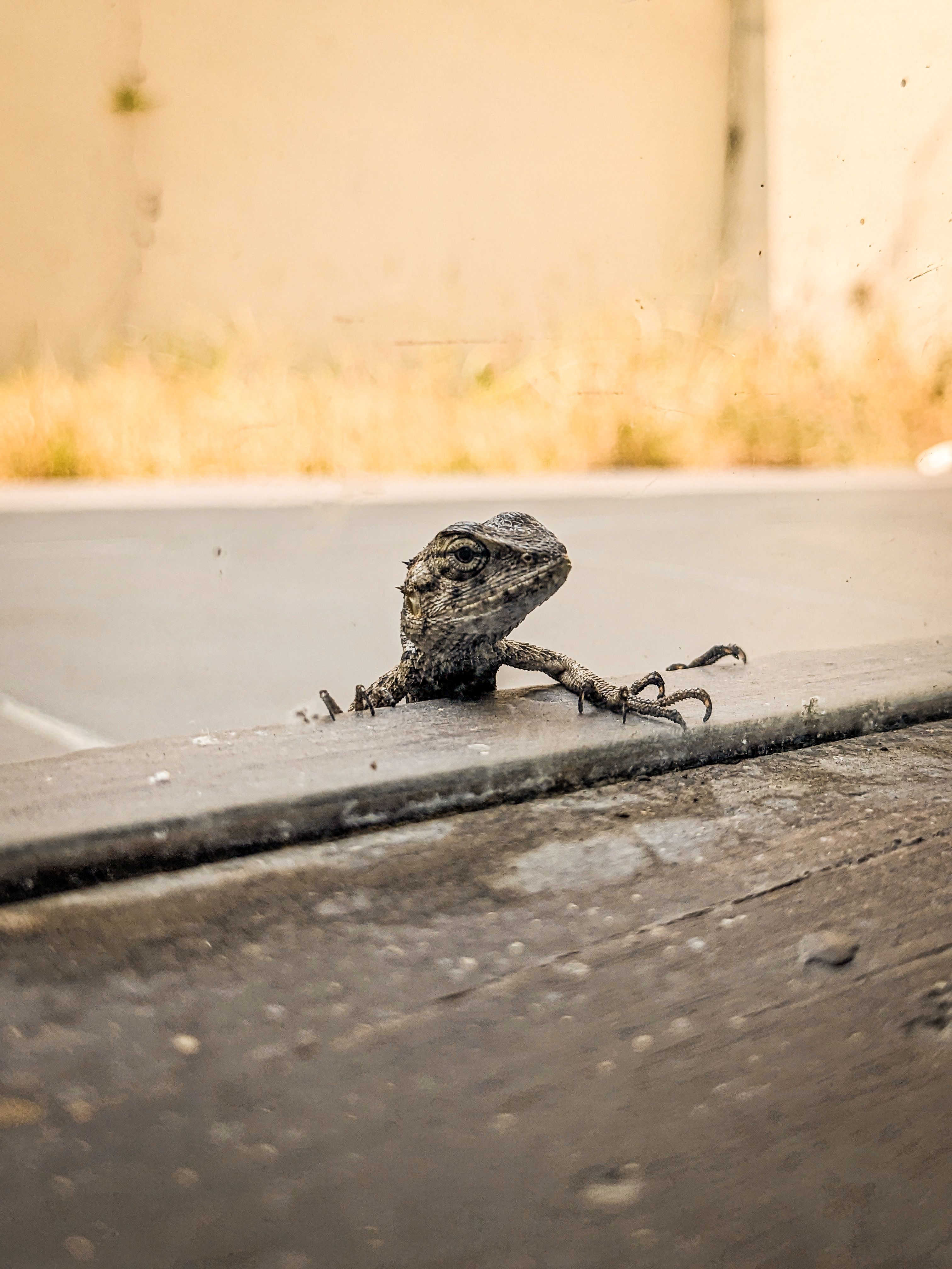Lizard on Wall · Free Stock Photo