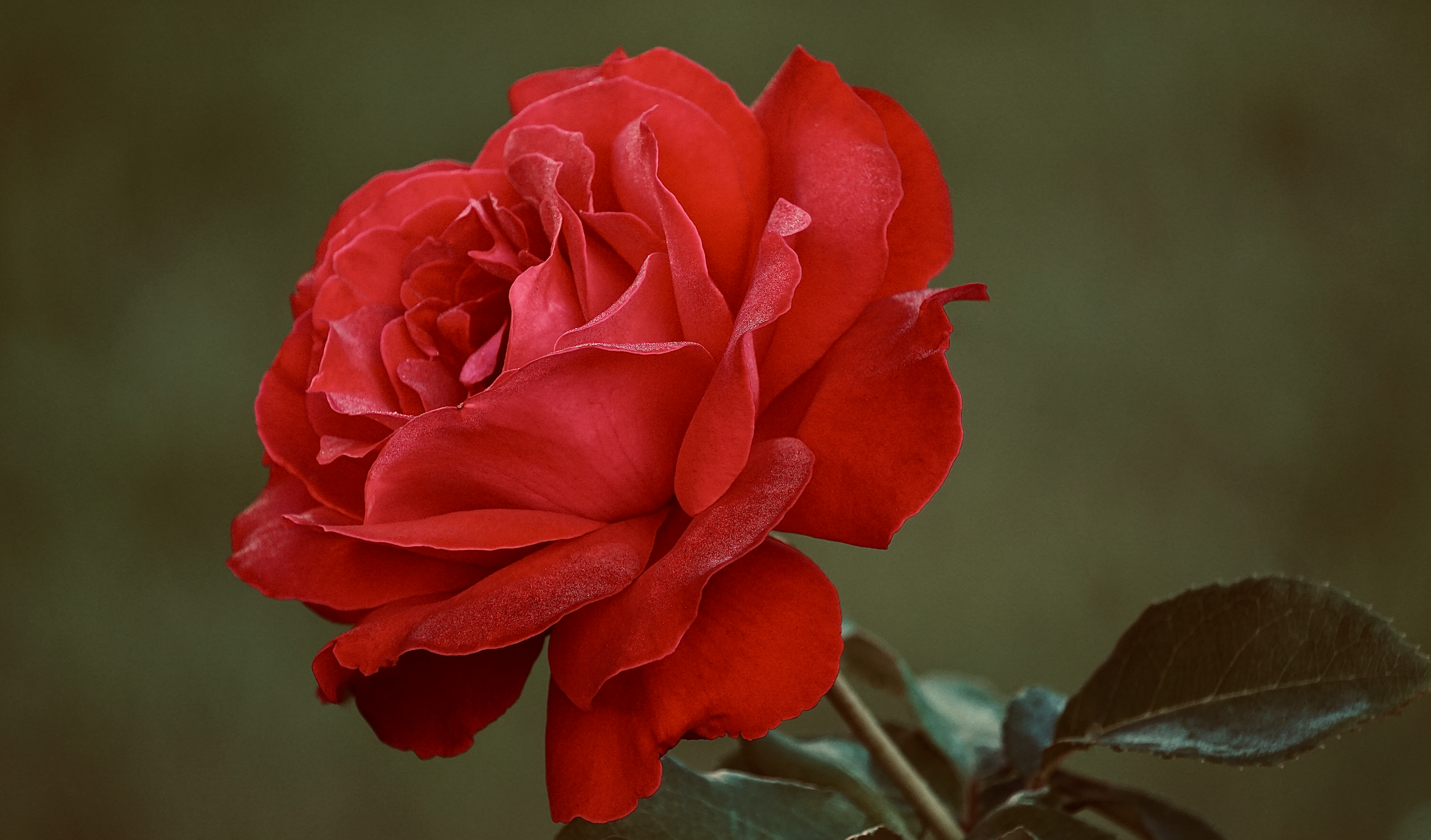 Close up of Red Rose · Free Stock Photo