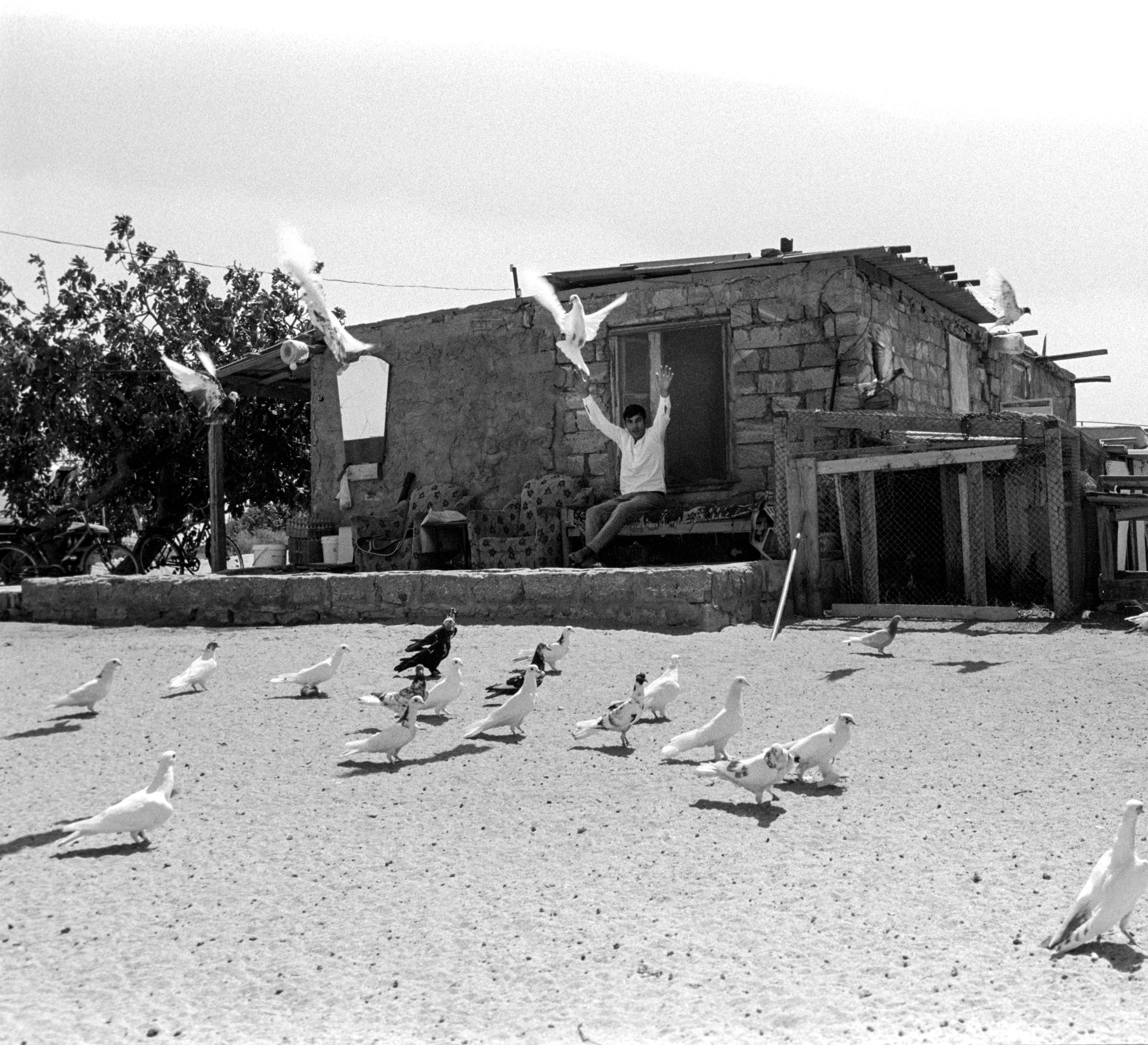 Doves Flying Away Photos, Download The BEST Free Doves Flying Away ...