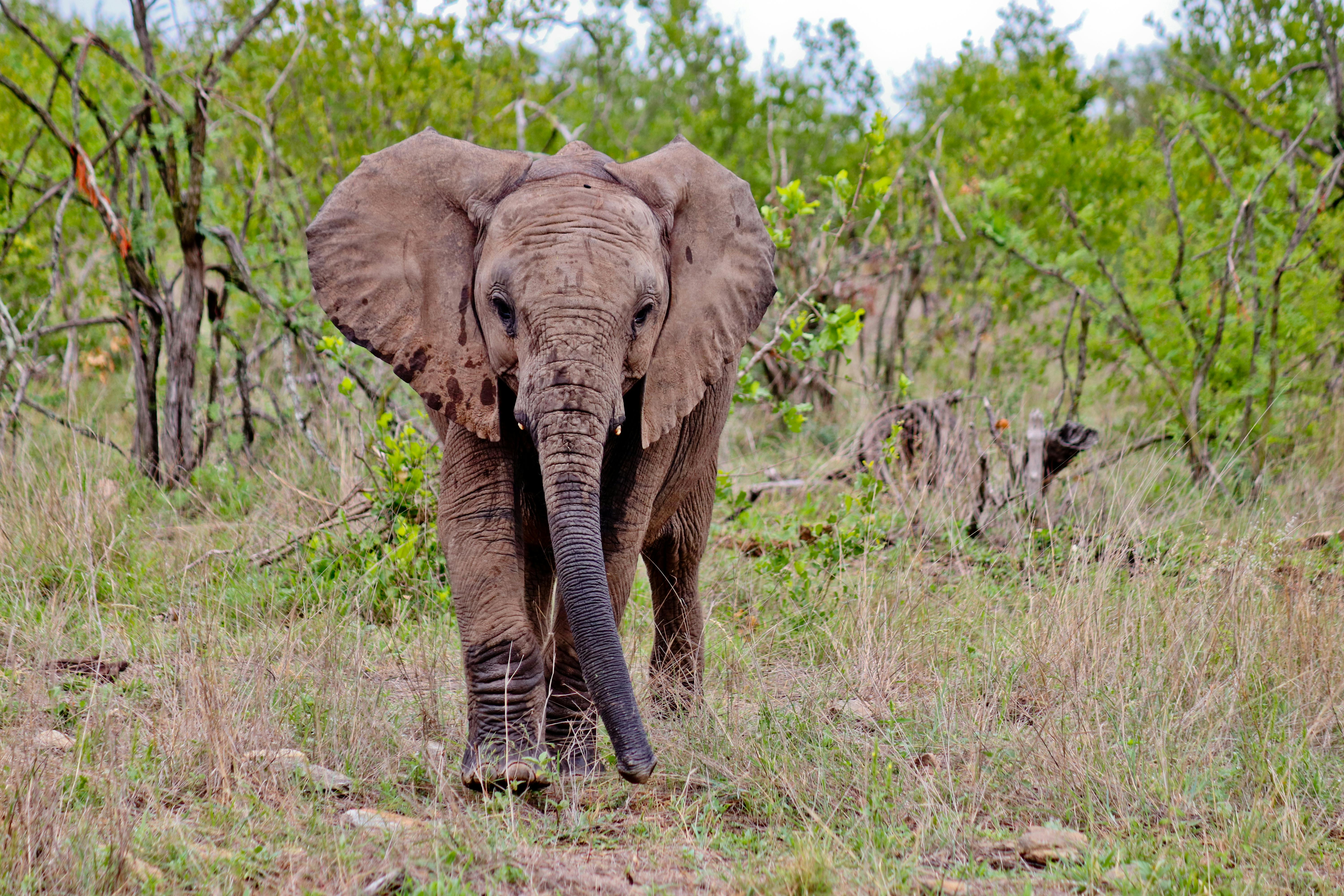 Elephant in Nature · Free Stock Photo