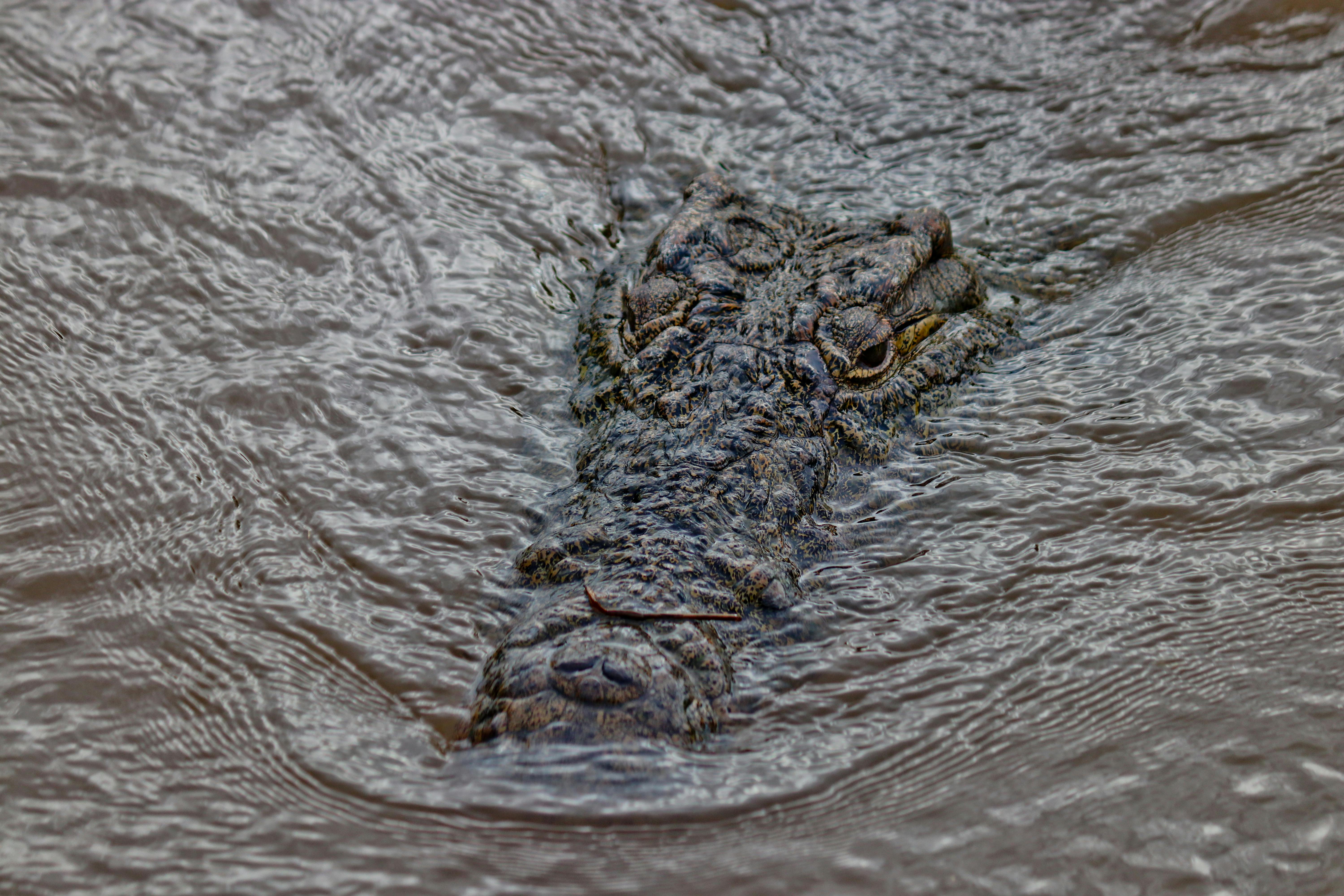 Cryptic Color Photos, Download The BEST Free Cryptic Color Stock Photos ...