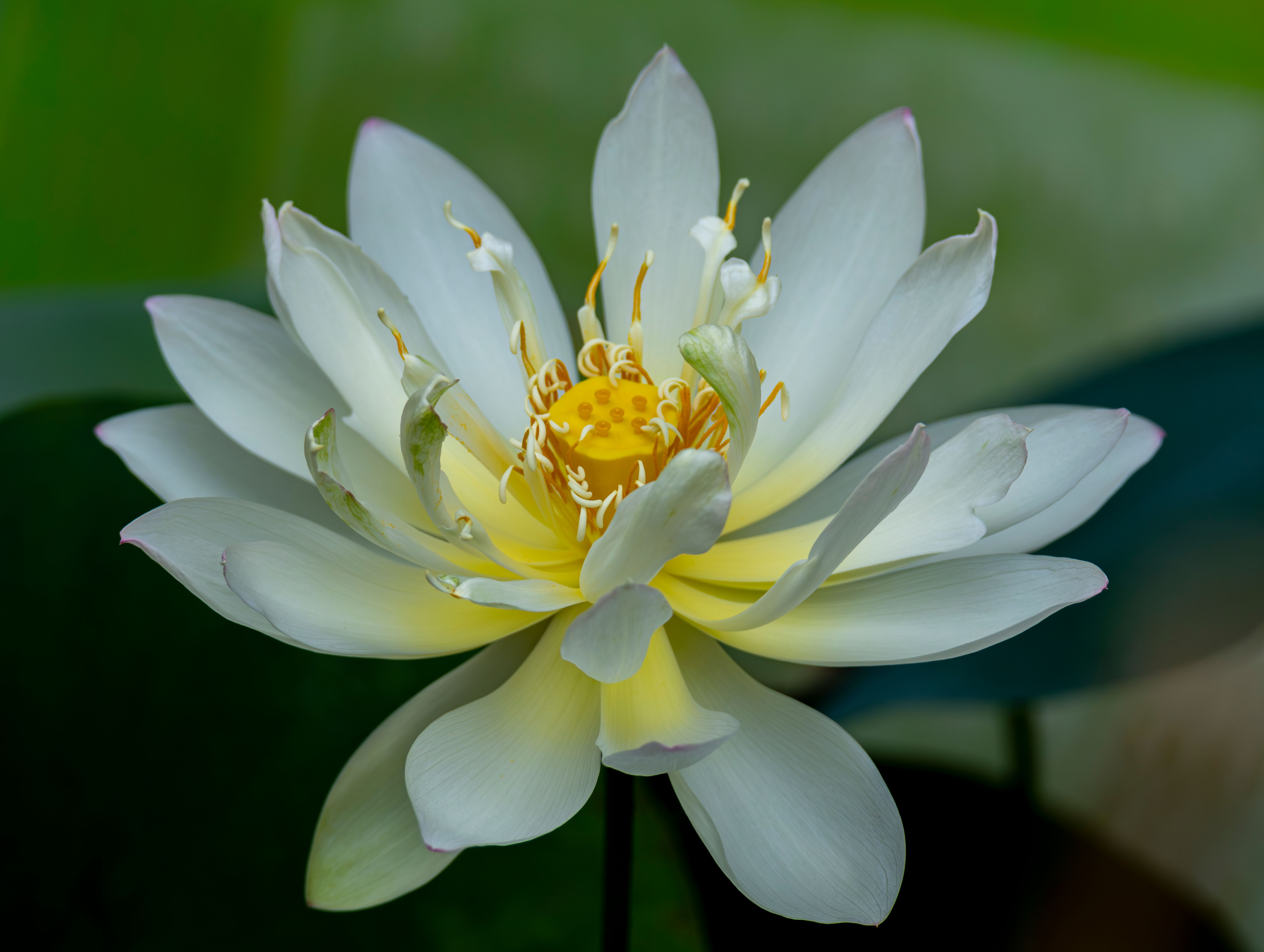 Close up of White Lotus · Free Stock Photo