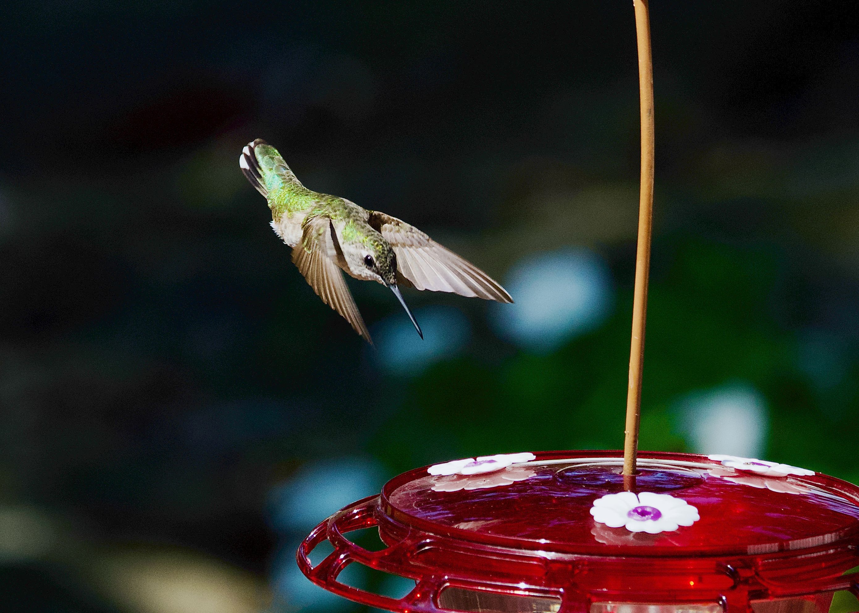 Parrot Eating Fruit from Bird Feeder · Free Stock Photo
