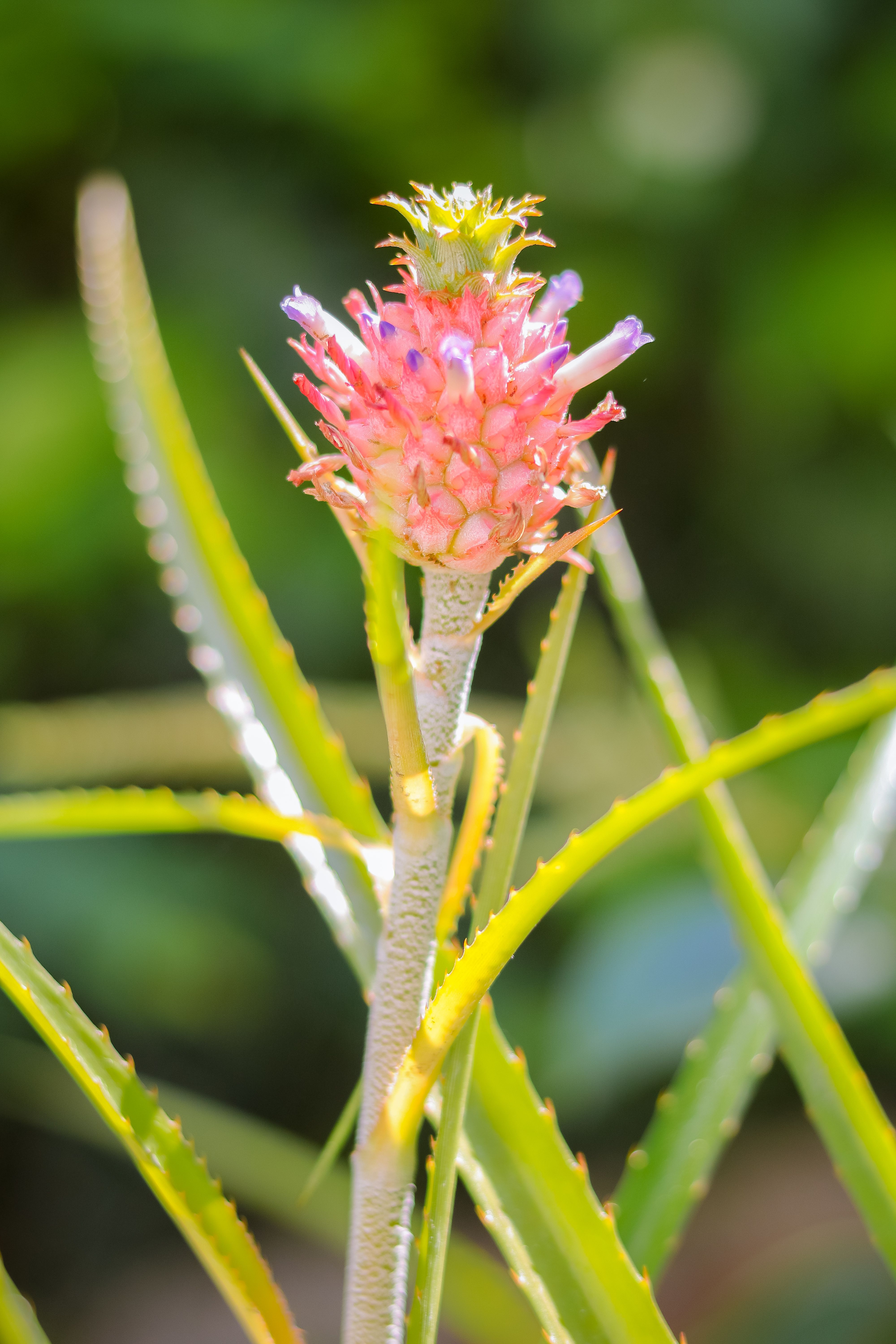Pink Bud of Pineapple · Free Stock Photo
