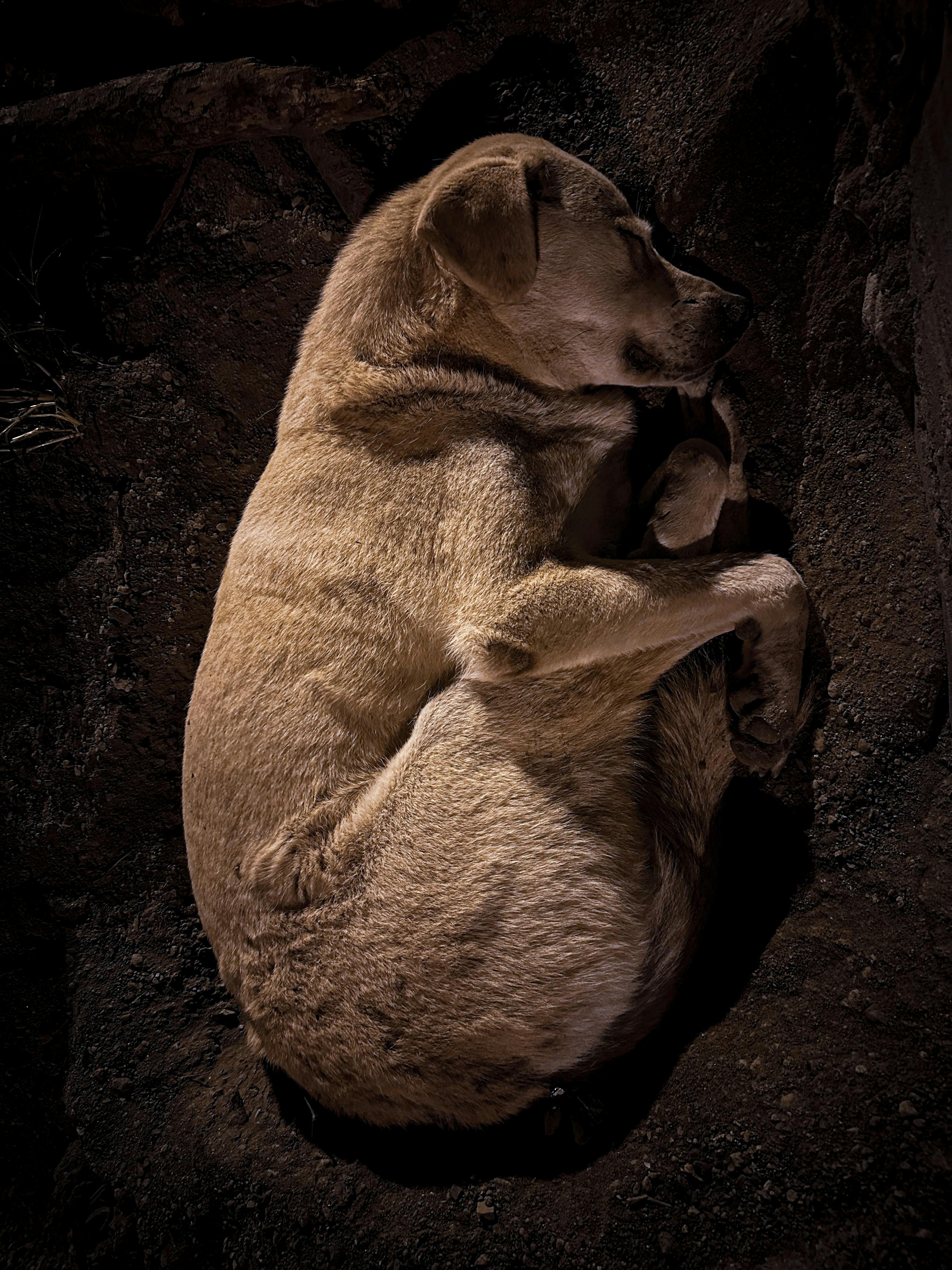 Woman Lying on the Ground in Fetal Position · Free Stock Photo