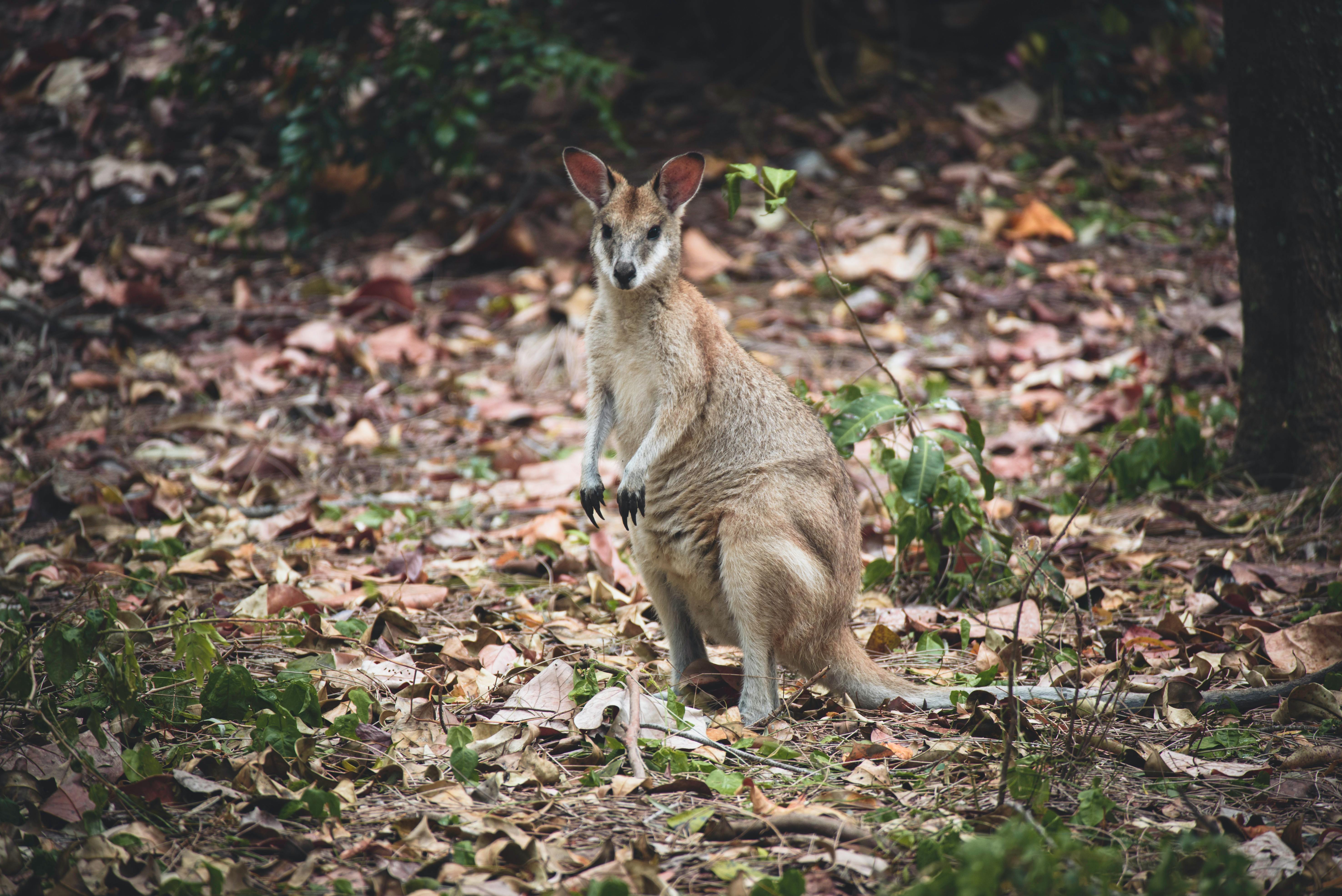 Kangaroo Wallpaper Photos, Download The BEST Free Kangaroo Wallpaper ...