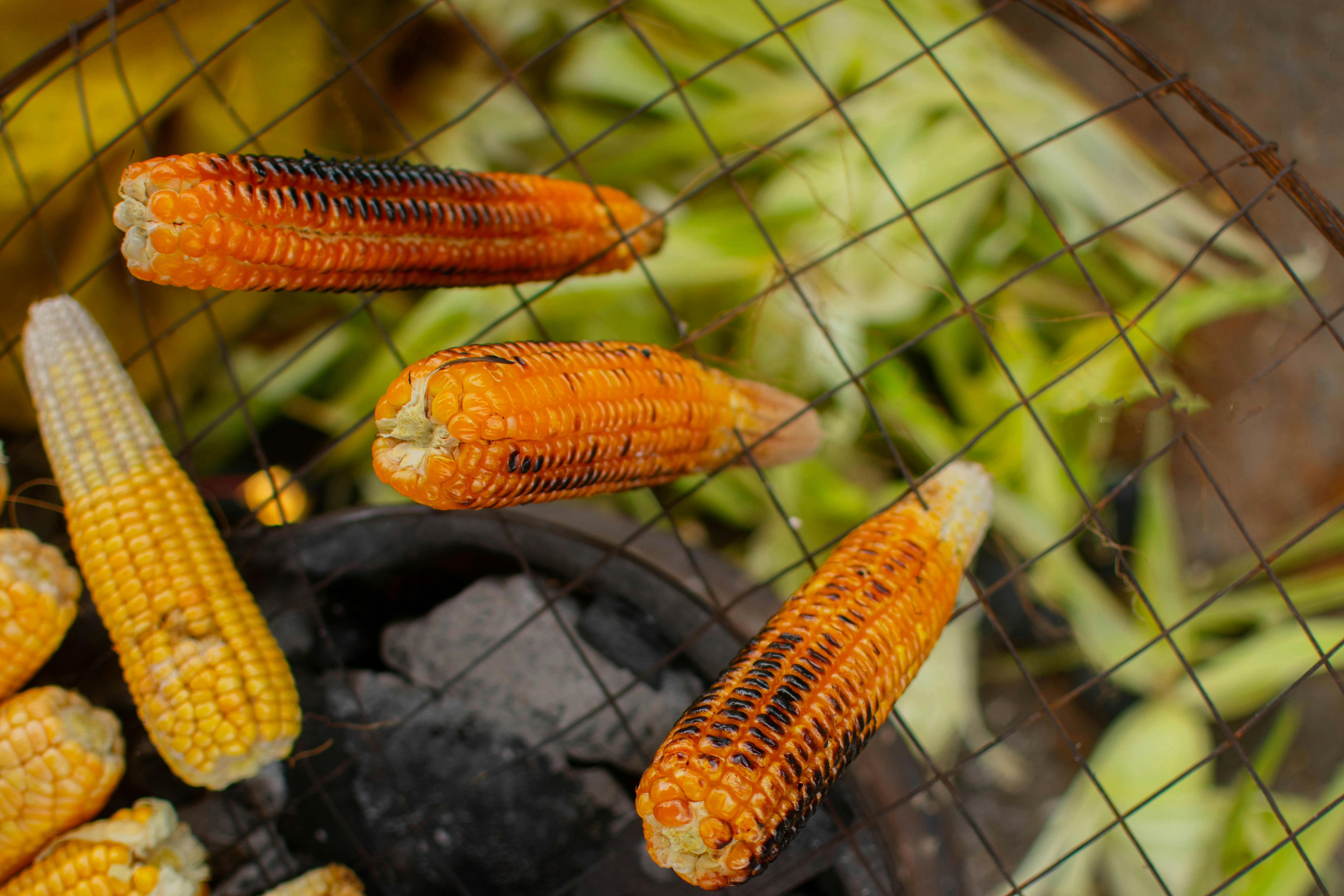 Roasting Corn Photos, Download The BEST Free Roasting Corn Stock Photos ...
