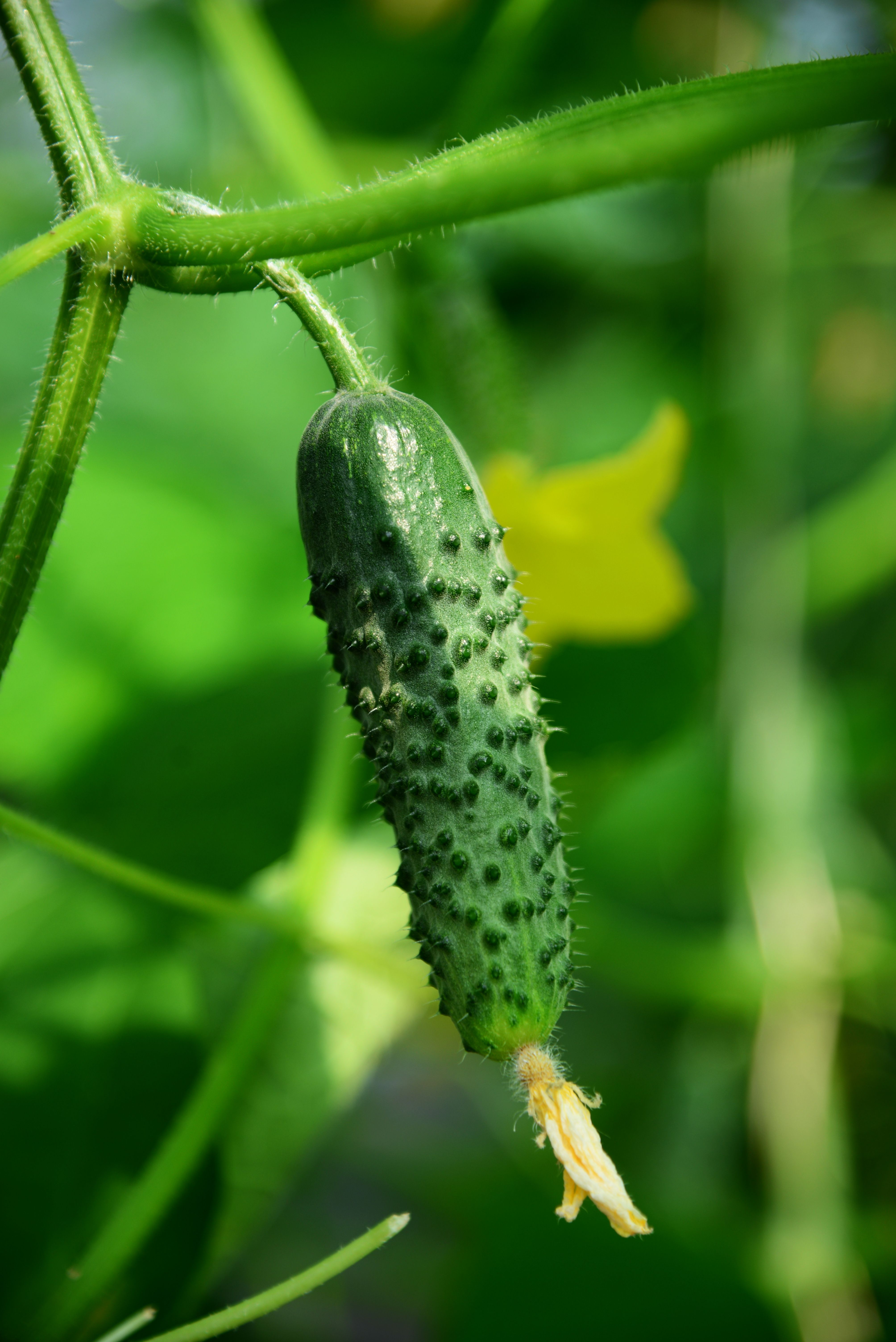 Single Cucumber Photos, Download The BEST Free Single Cucumber Stock ...