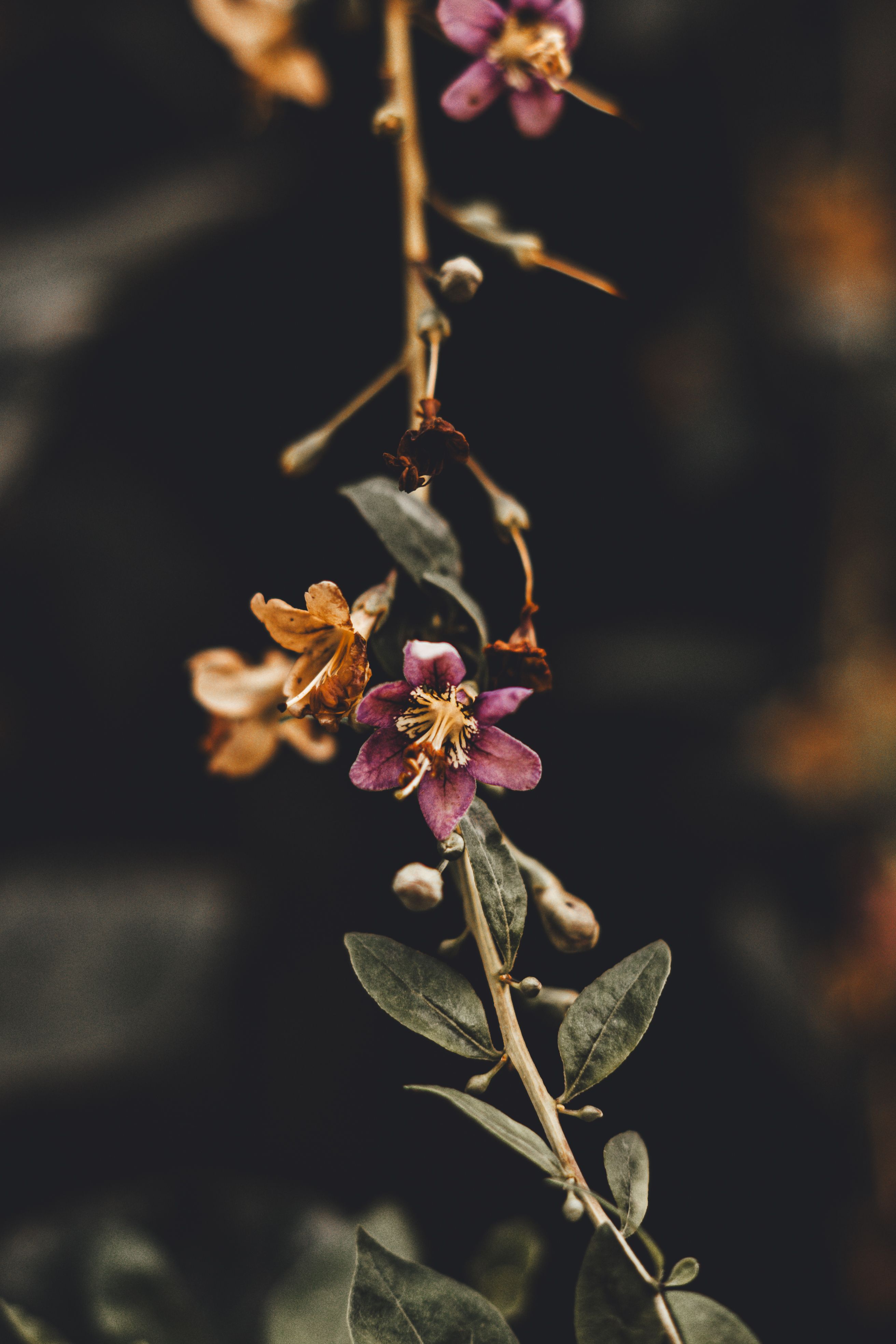 A close up of a flower with a stem · Free Stock Photo