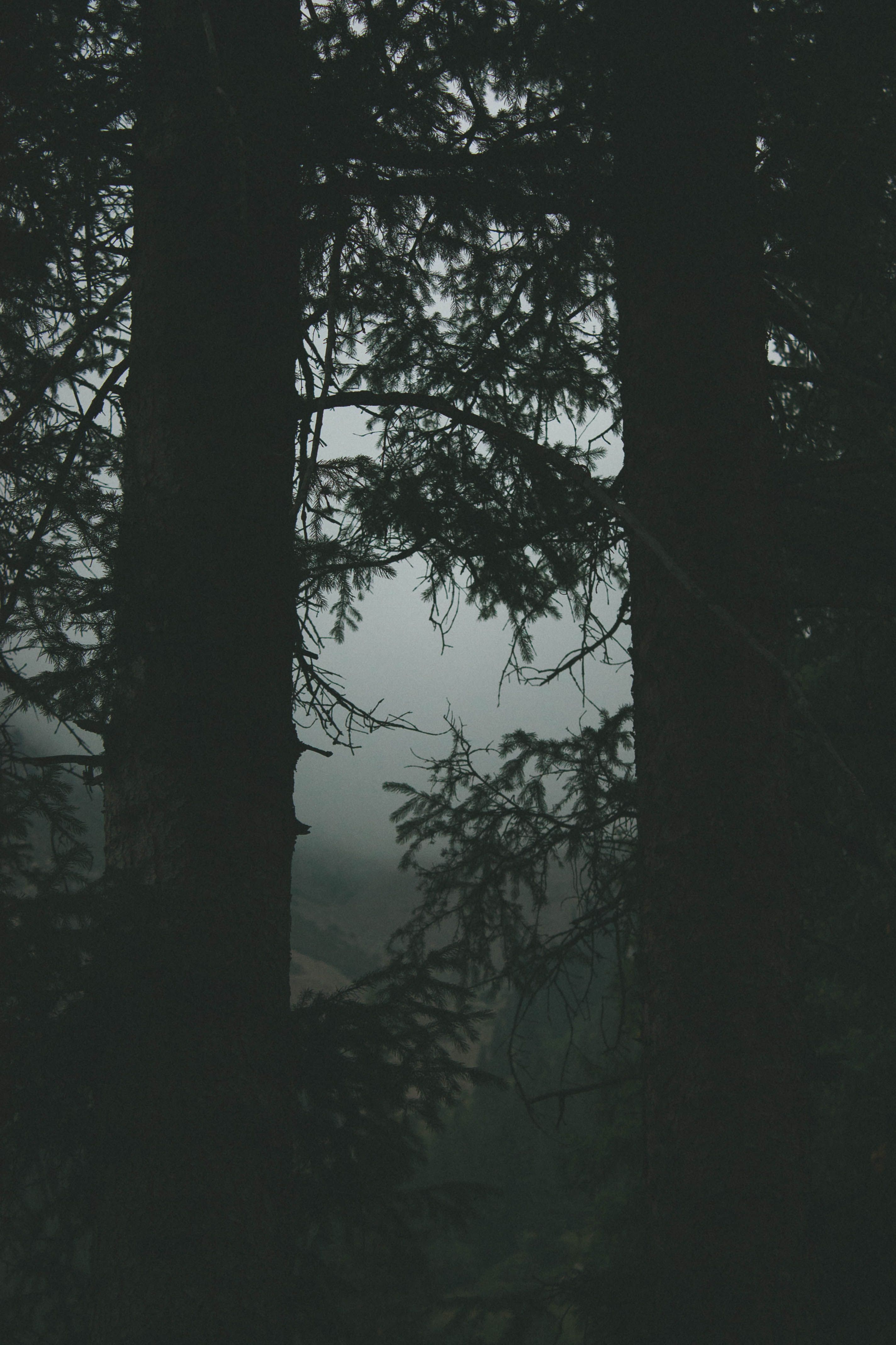 Trees on a Dark Forest · Free Stock Photo
