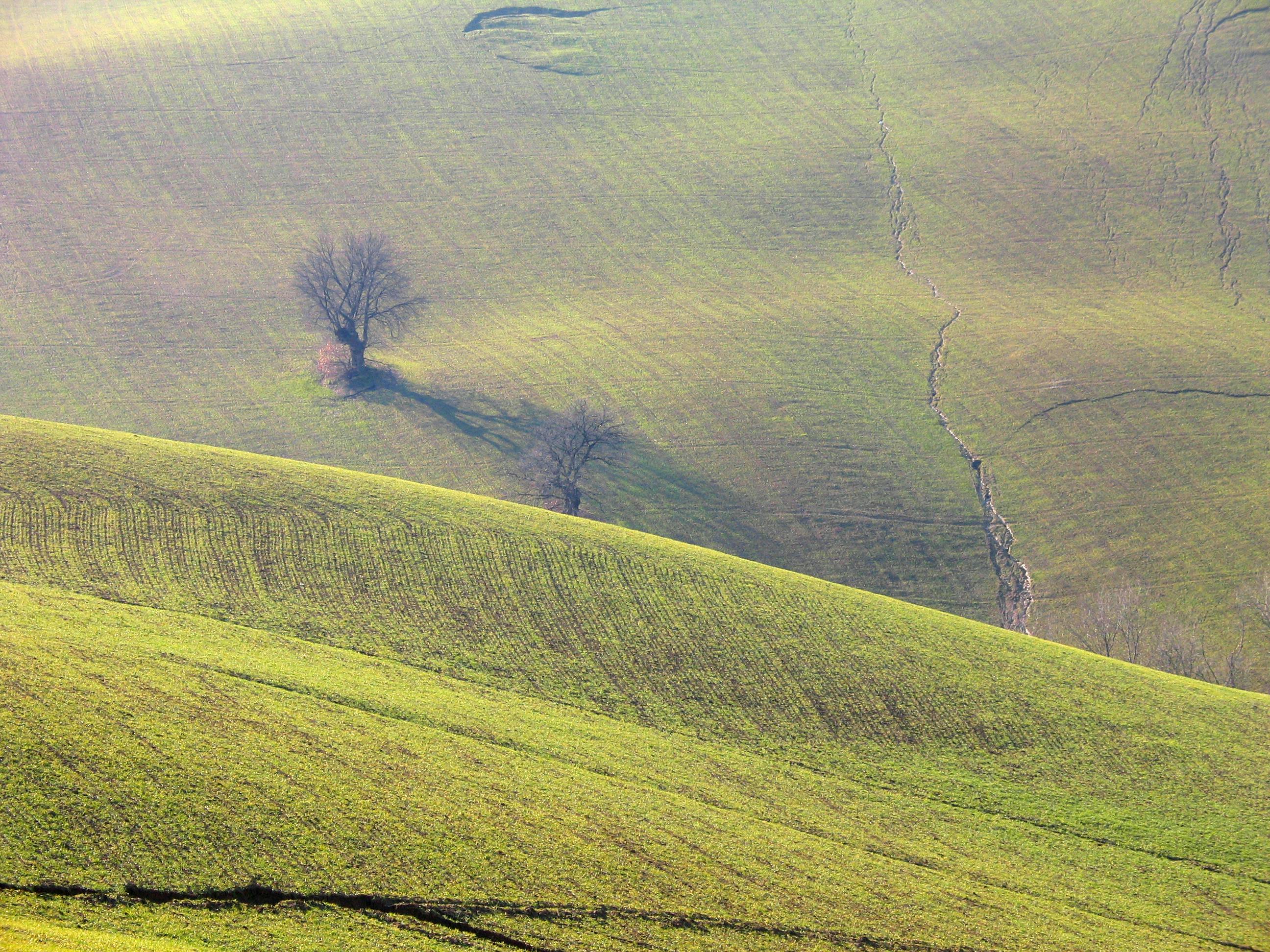 Field with Trees in Valley · Free Stock Photo