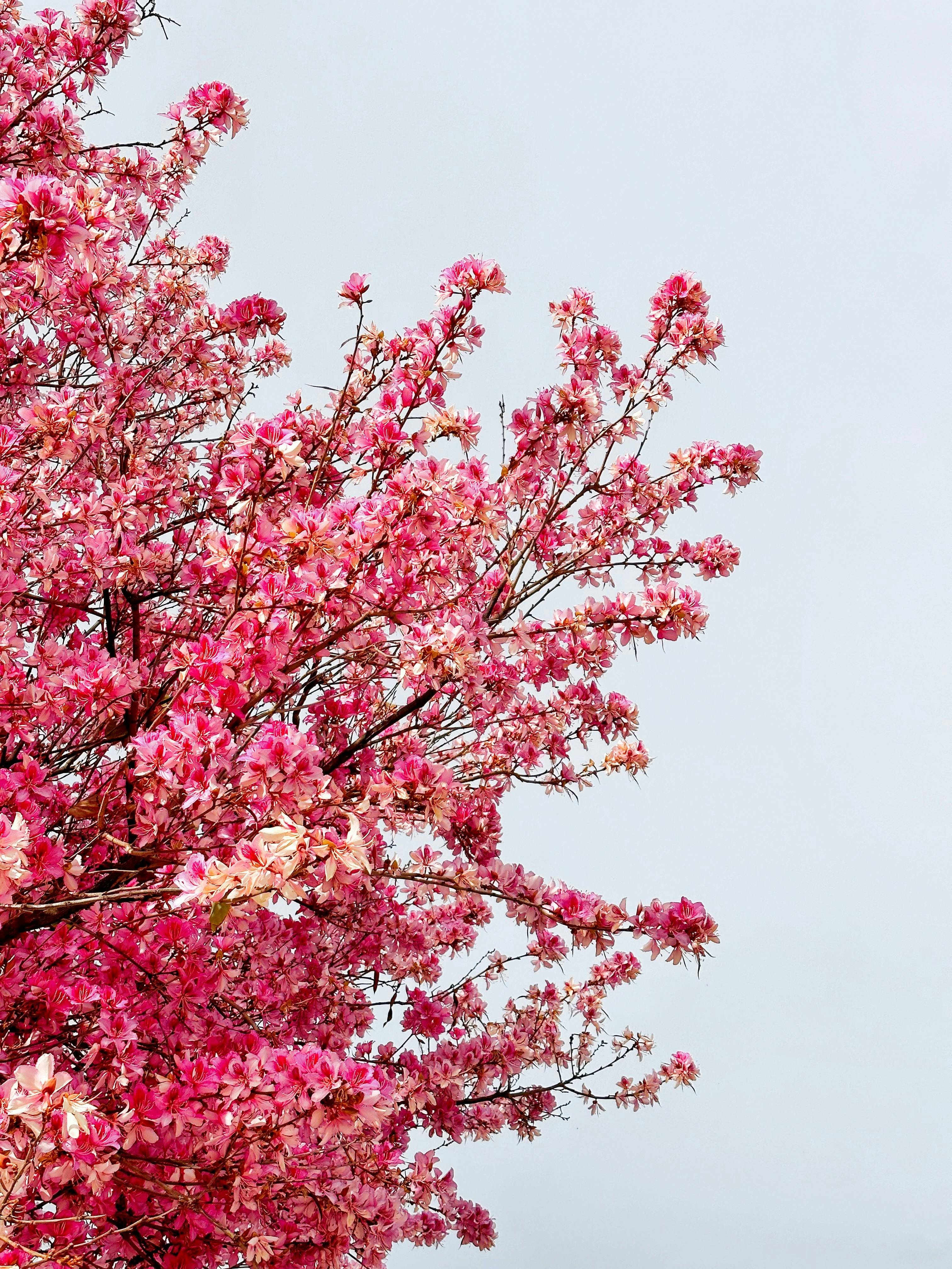 Kostenloses Foto zum Thema: ast, baum, blühen, blume, blüte ...