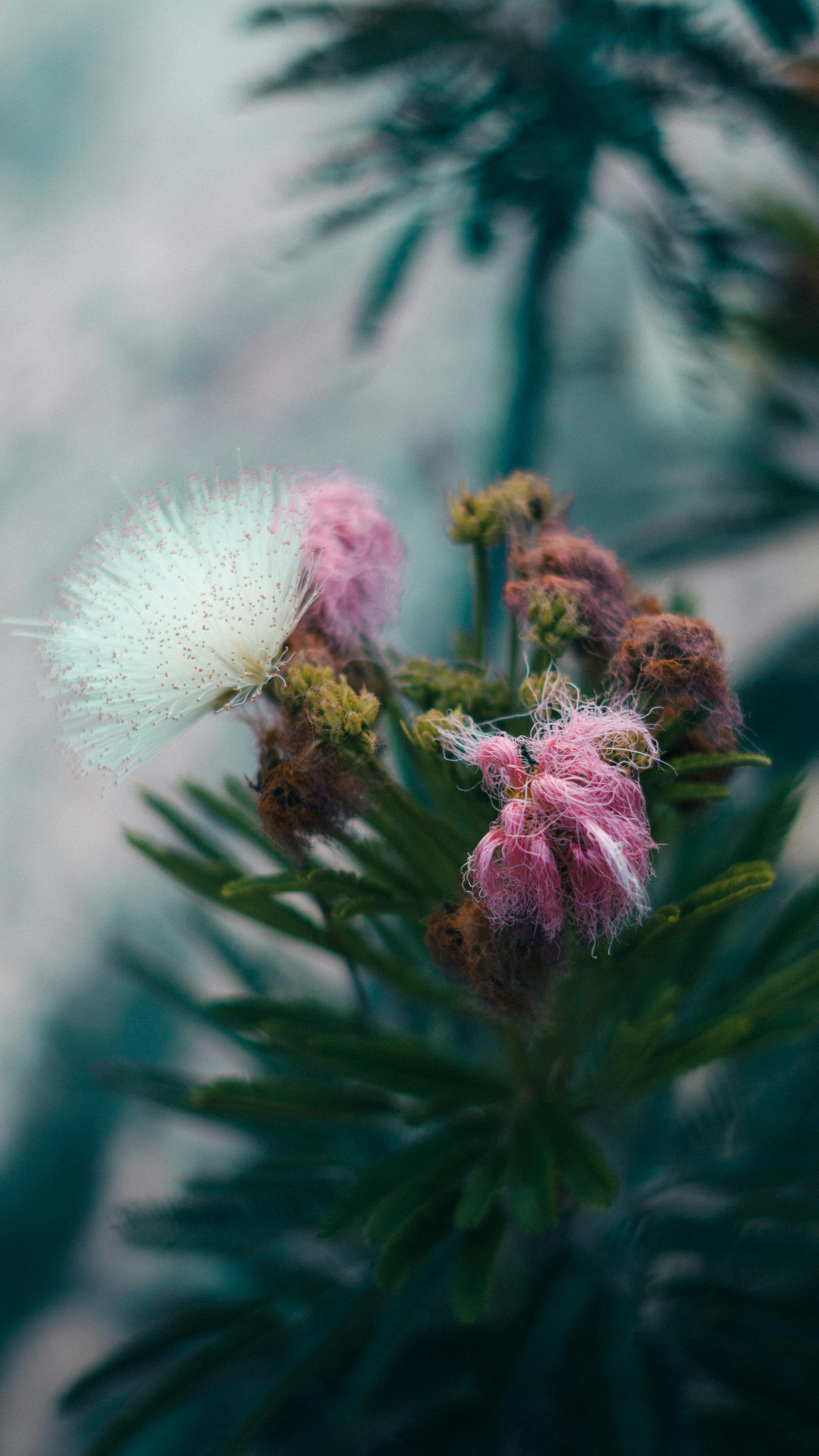 Plant Formula Photos, Download The BEST Free Plant Formula Stock Photos ...