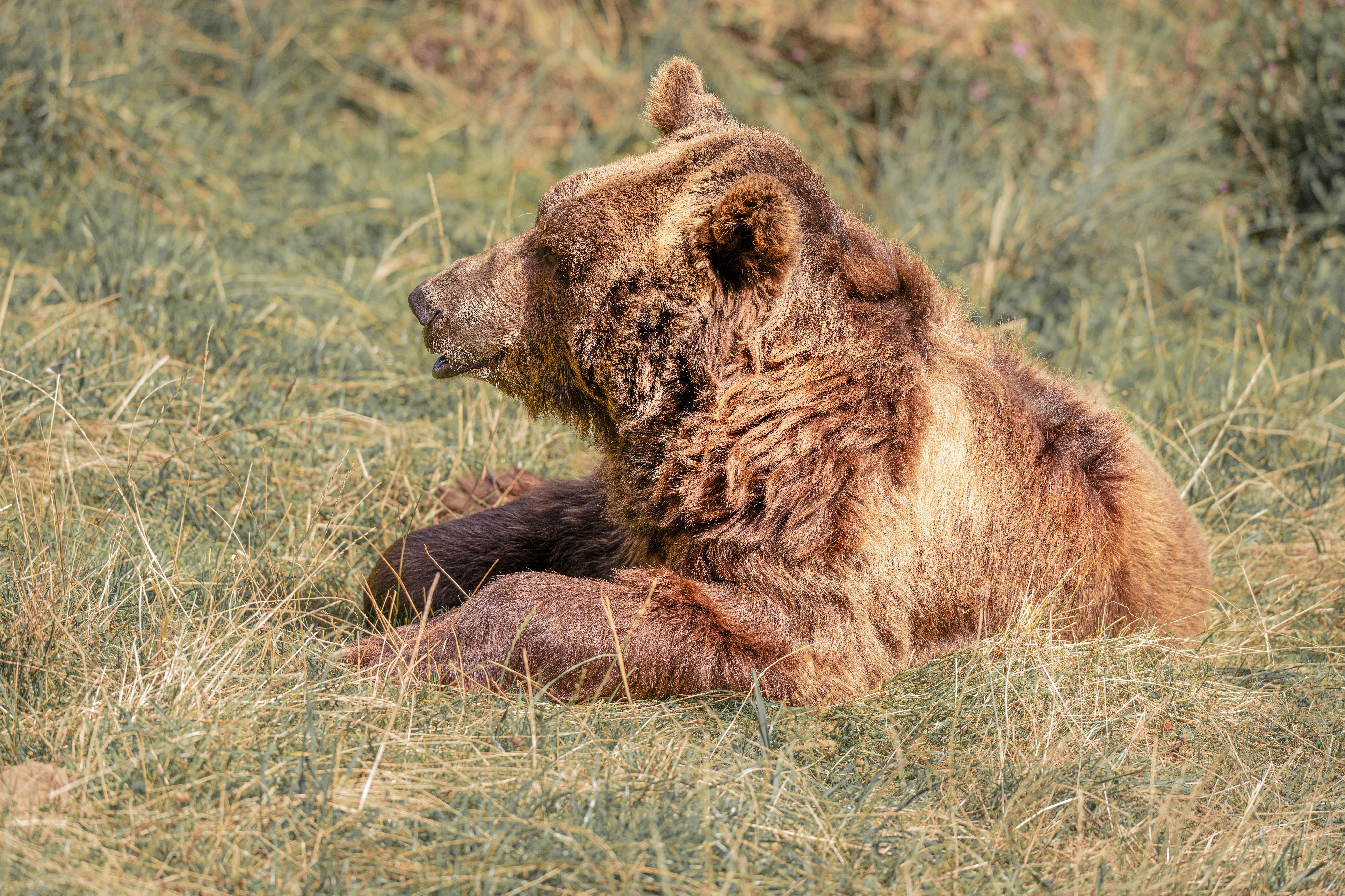 A Grizzly Bear Lying on a Grass Field · Free Stock Photo