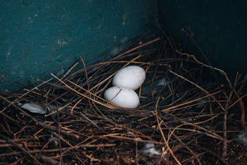 Backyard Bird Egg Identification Chart for Easy Recognition