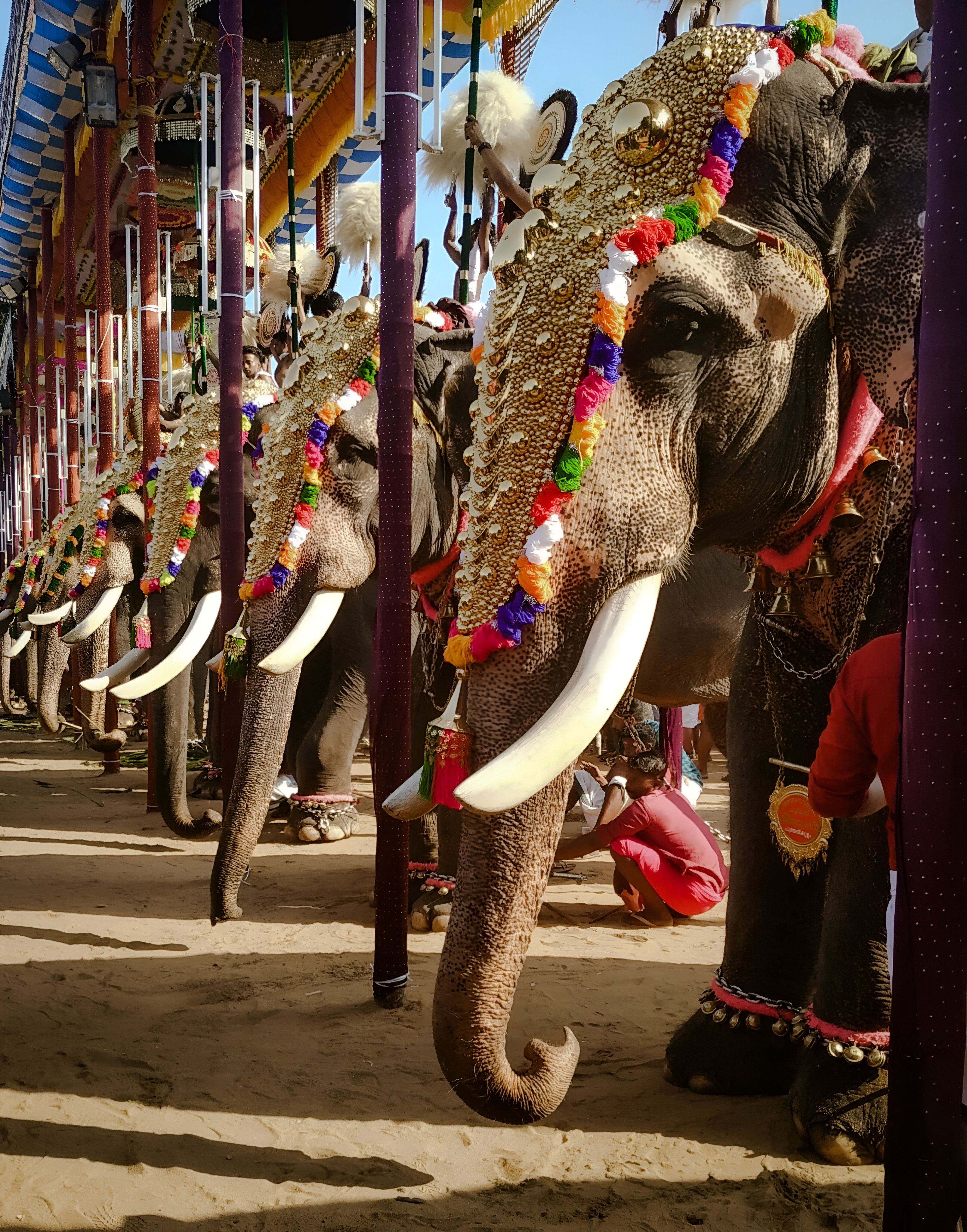 Elephants in Decorative Harness · Free Stock Photo