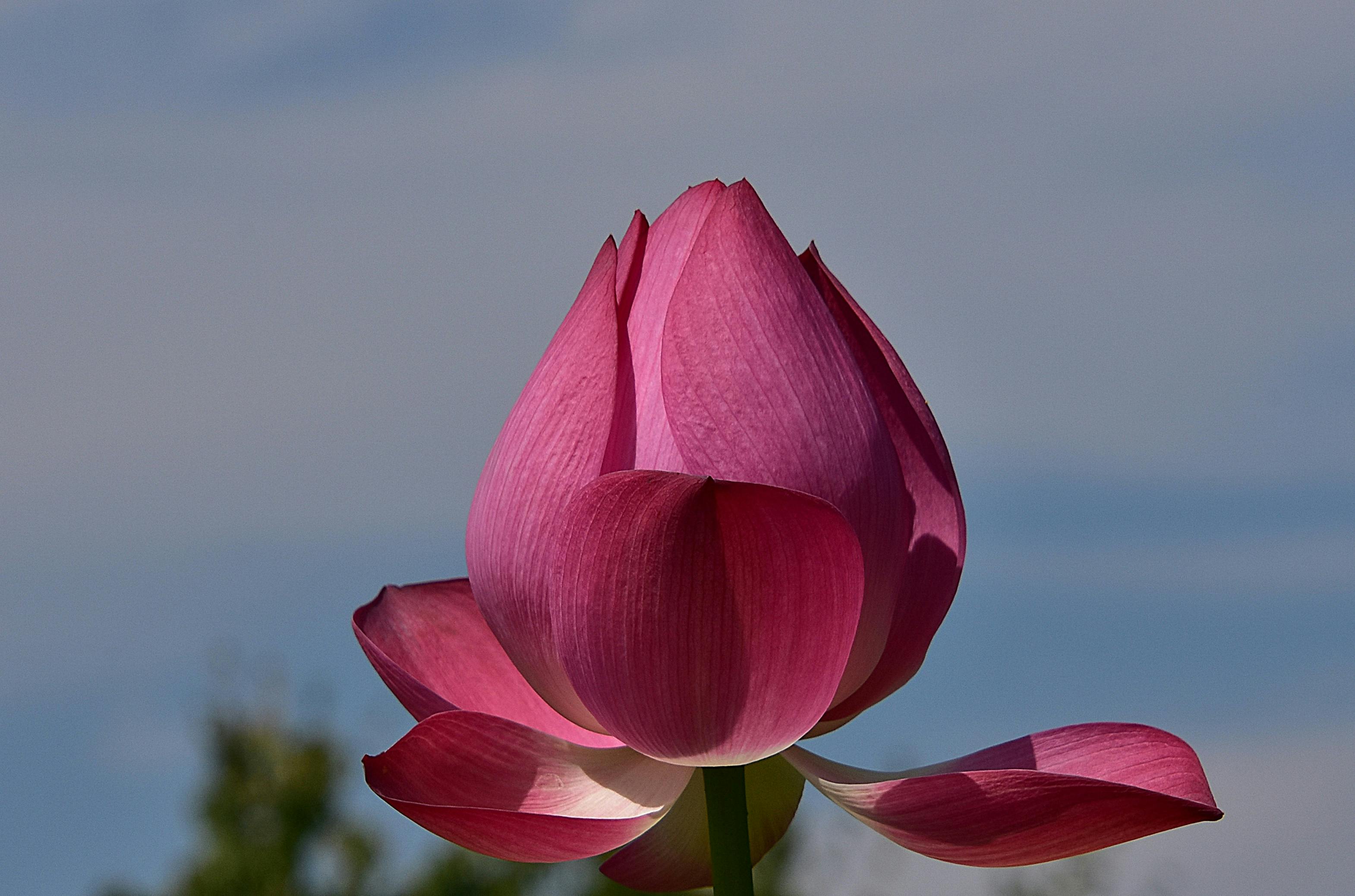 Flower Budding Photos, Download The BEST Free Flower Budding Stock ...