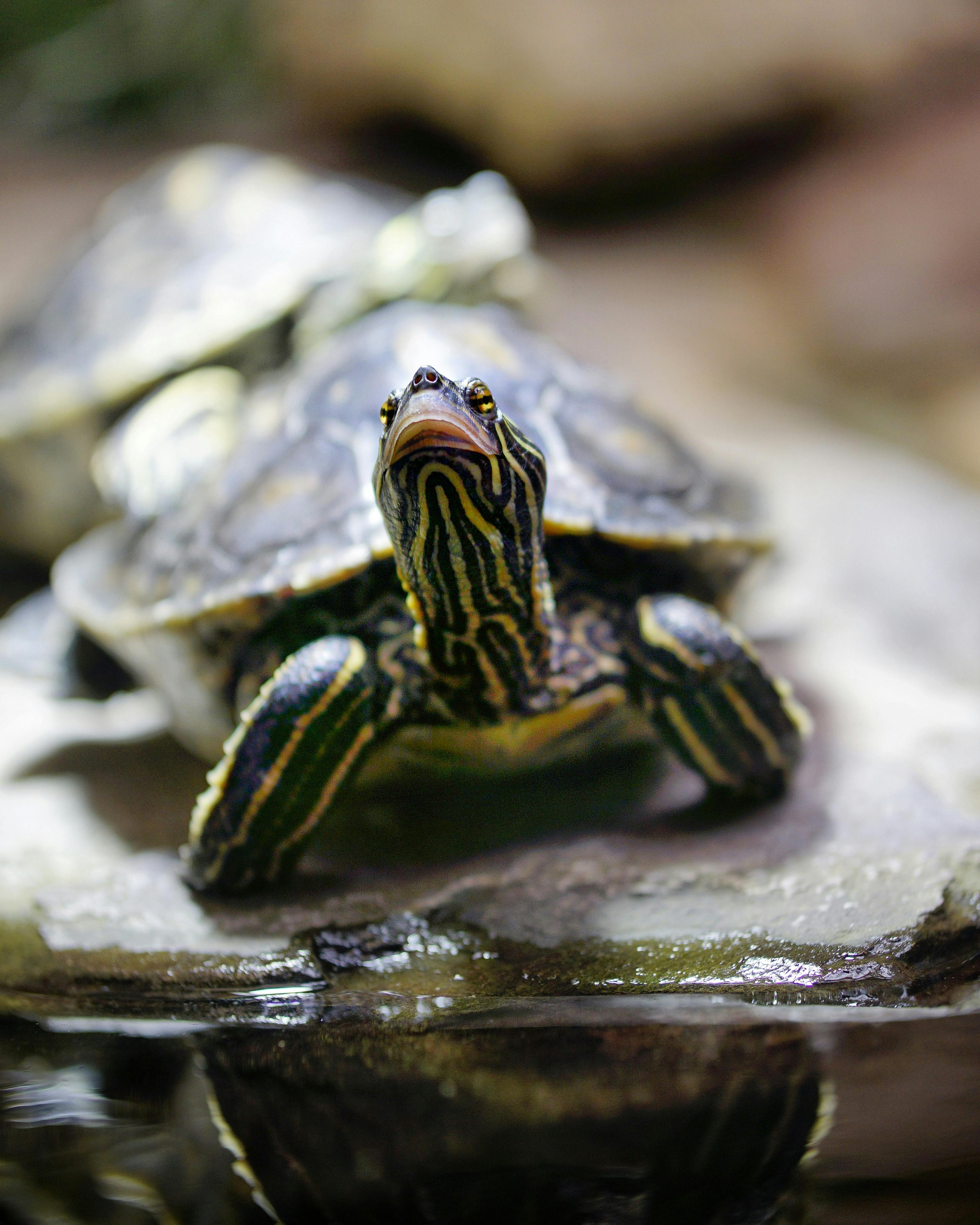 Selective Focus Photography of a Turtle · Free Stock Photo