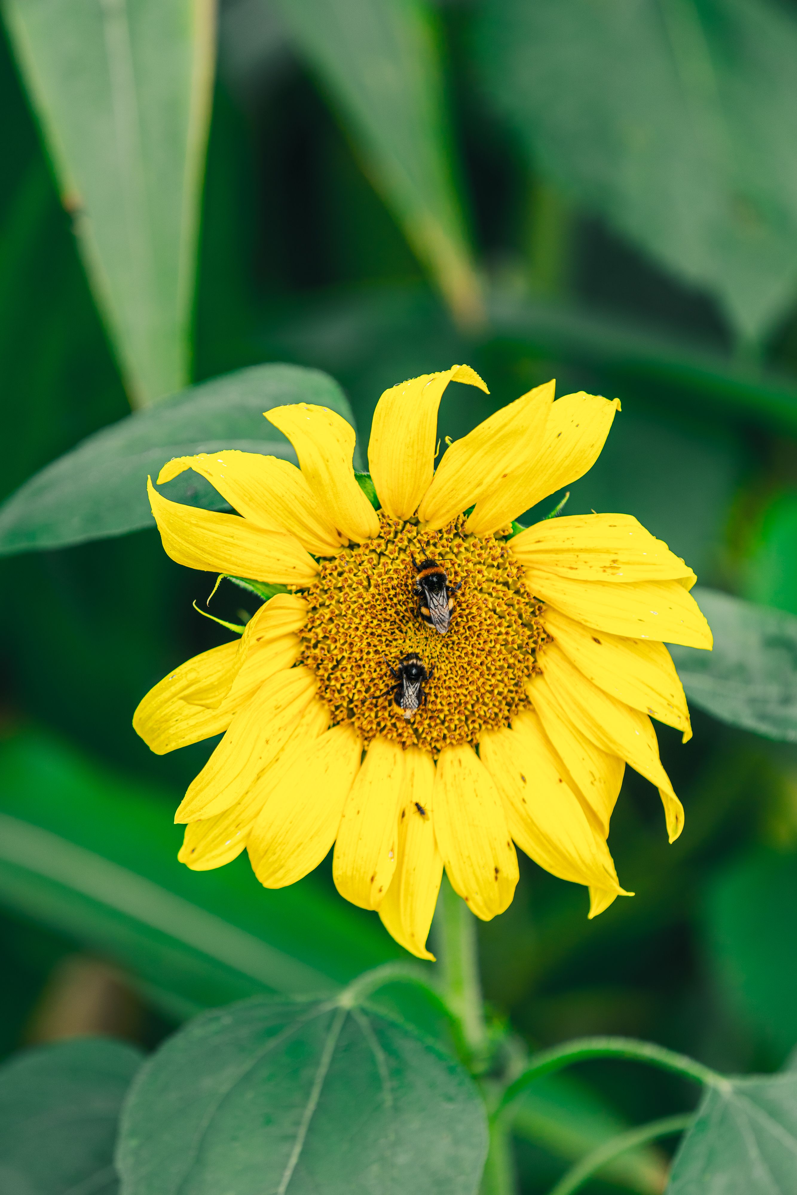 Bees Sit on Sunflower · Free Stock Photo