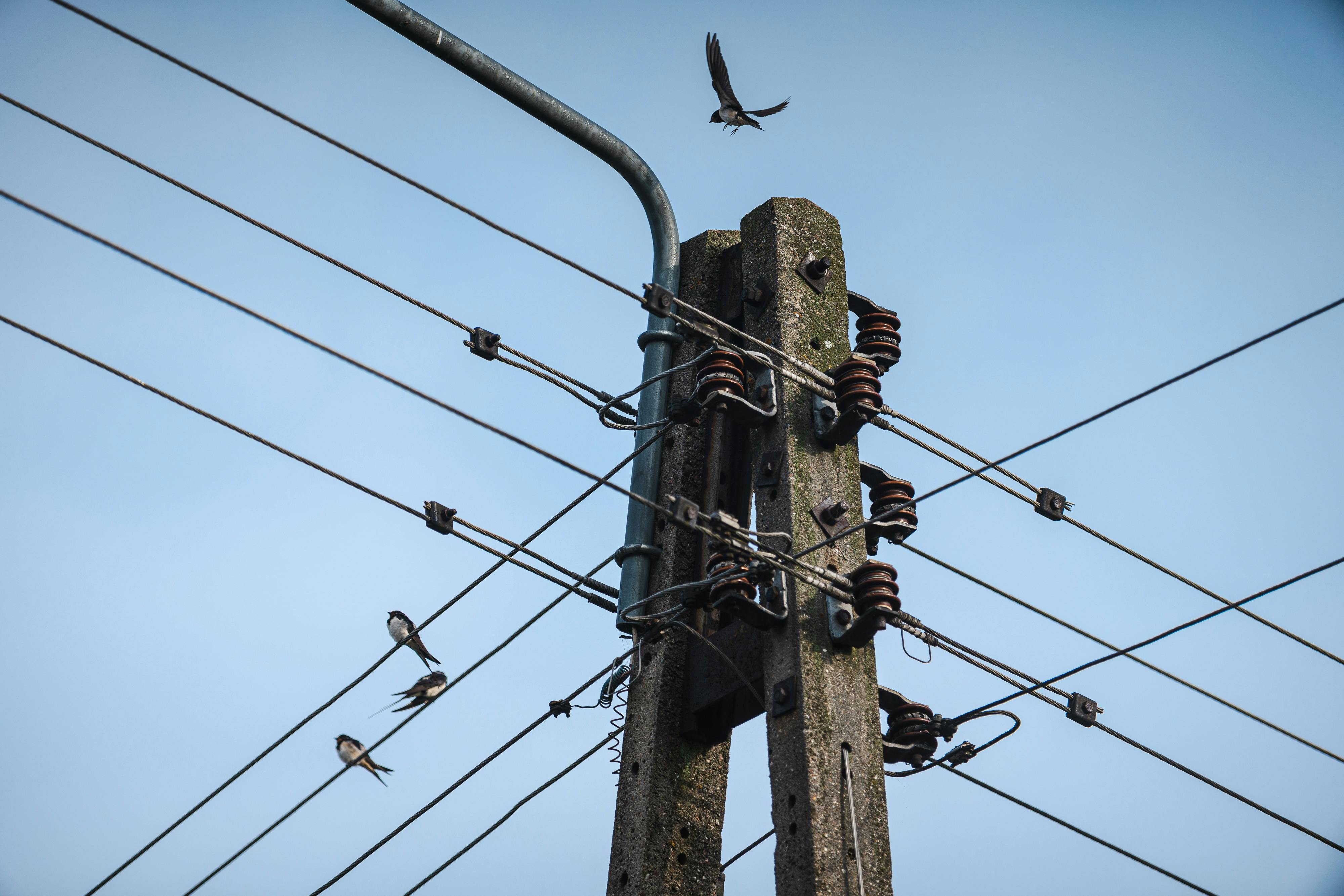 Crossing Electric Wires on Pole · Free Stock Photo