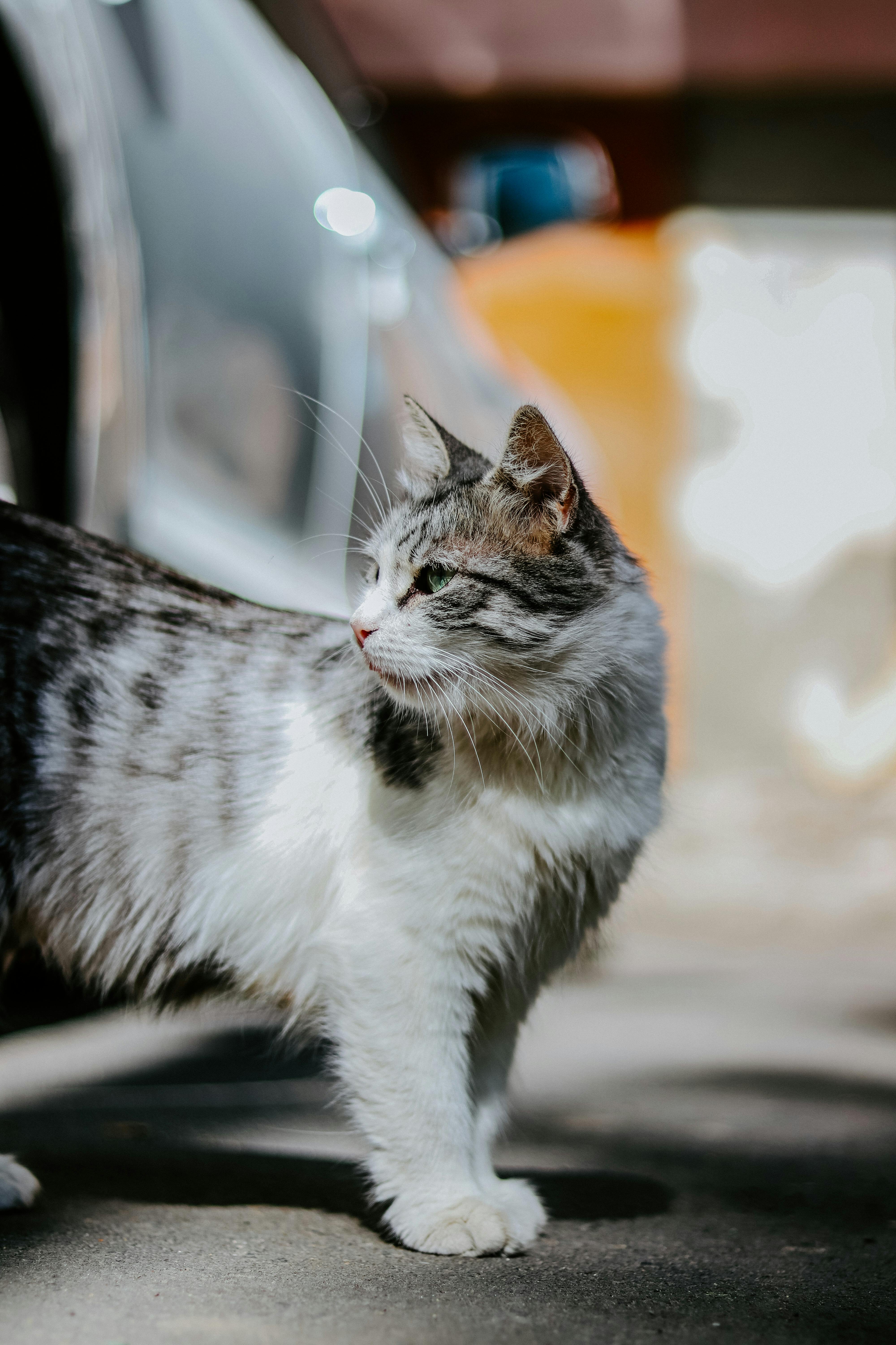 Little Cat Sitting on a Pavement · Free Stock Photo