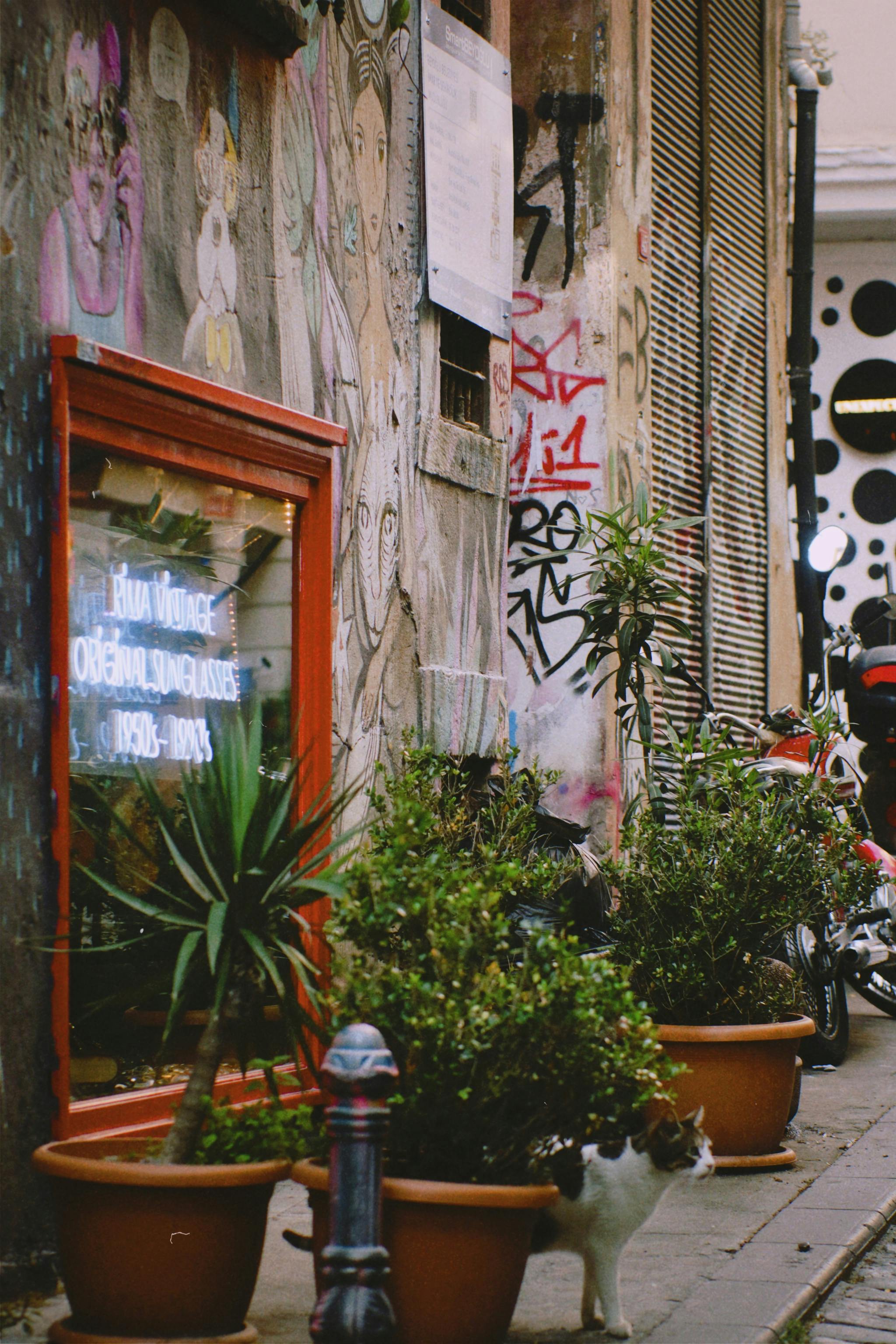 Busok Cat Photos, Download The BEST Free Busok Cat Stock Photos & HD Images