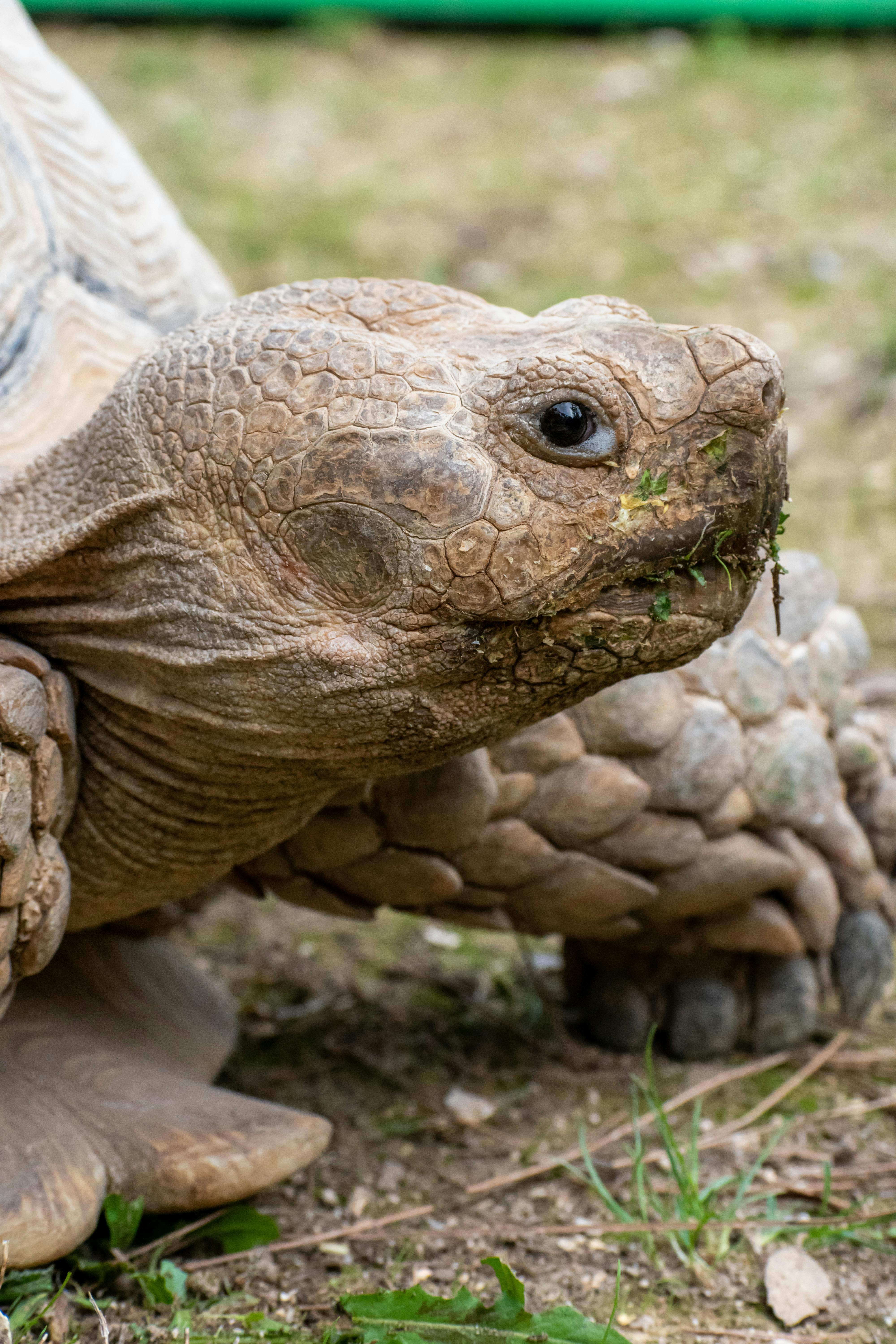Brown and Black Turtle on Green Grass · Free Stock Photo