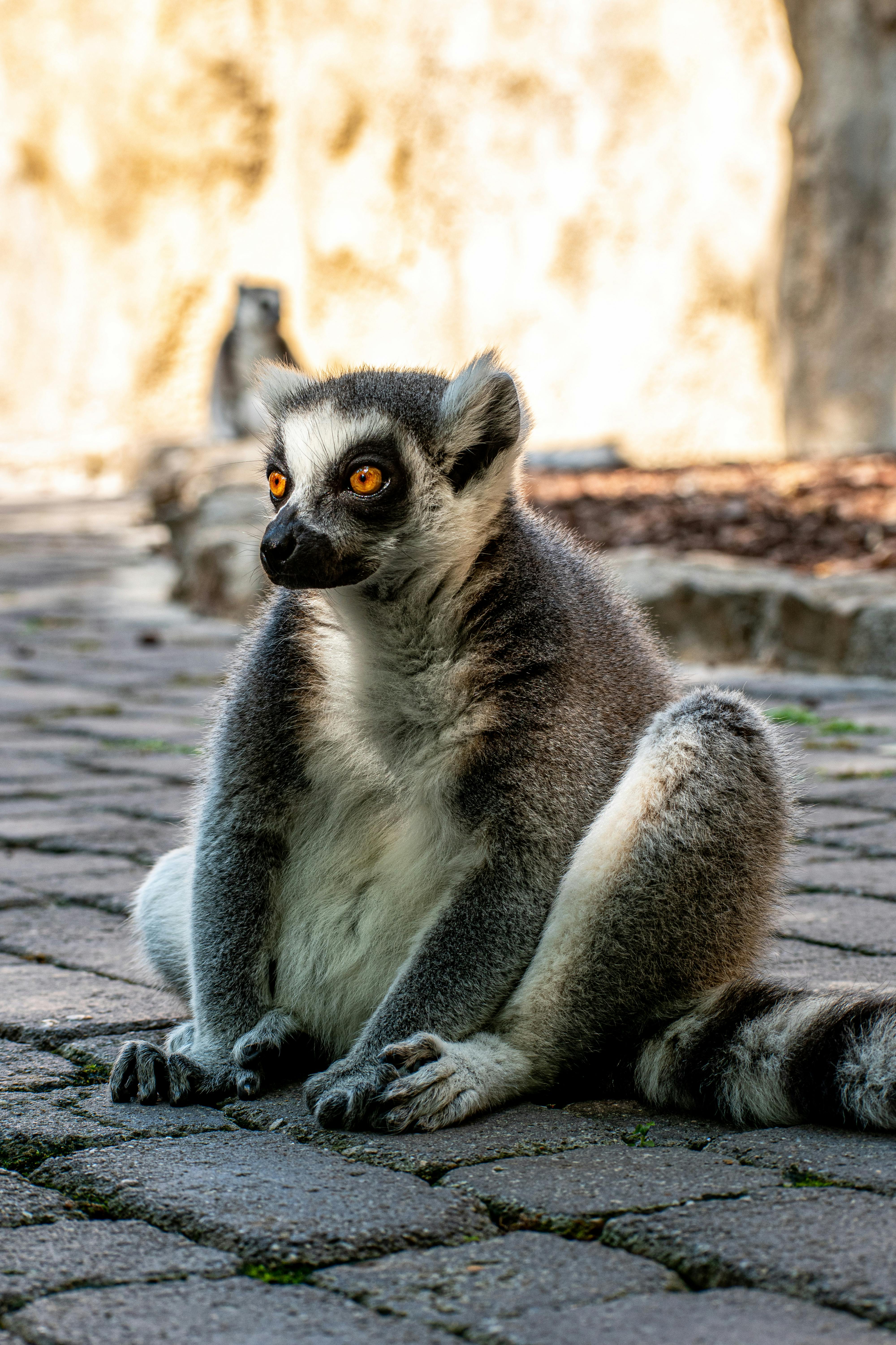 Lemur Sitting on Pavement · Free Stock Photo