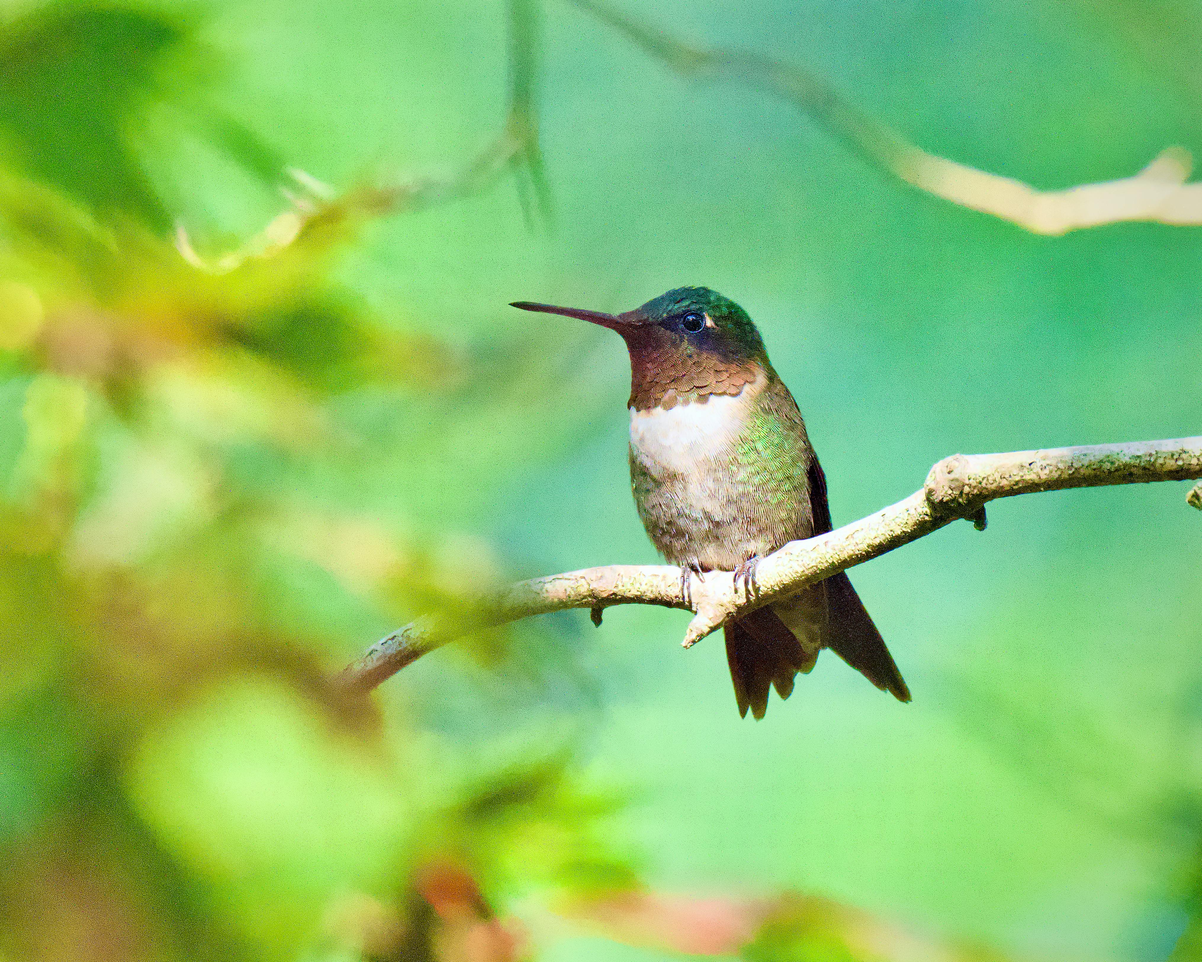 Hummingbird Perching on a Branch · Free Stock Photo