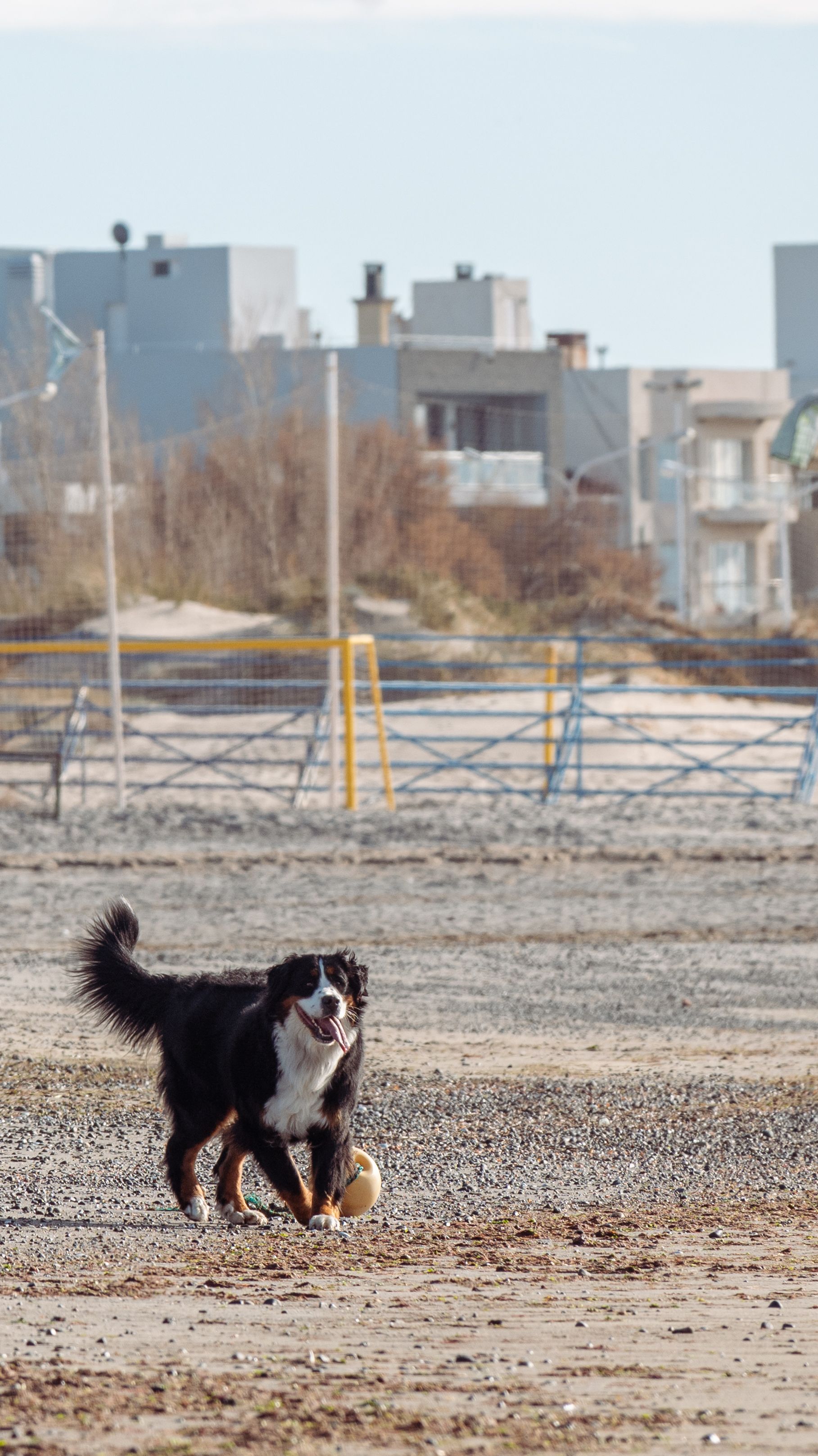 Gustavo Fring Dog Photos, Download The BEST Free Gustavo Fring Dog ...