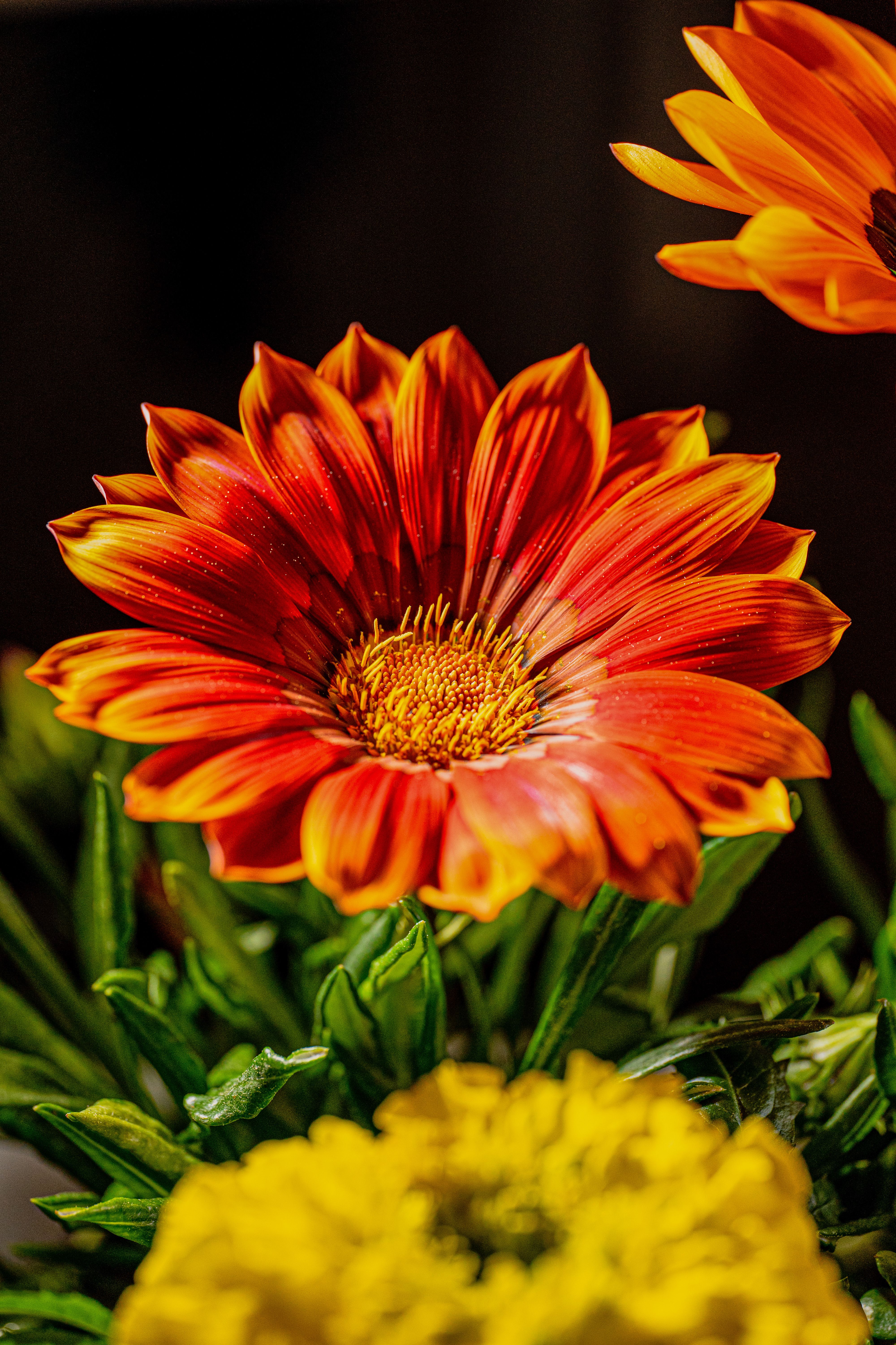 Orange Treasure Flower Illuminated by Sunlight · Free Stock Photo