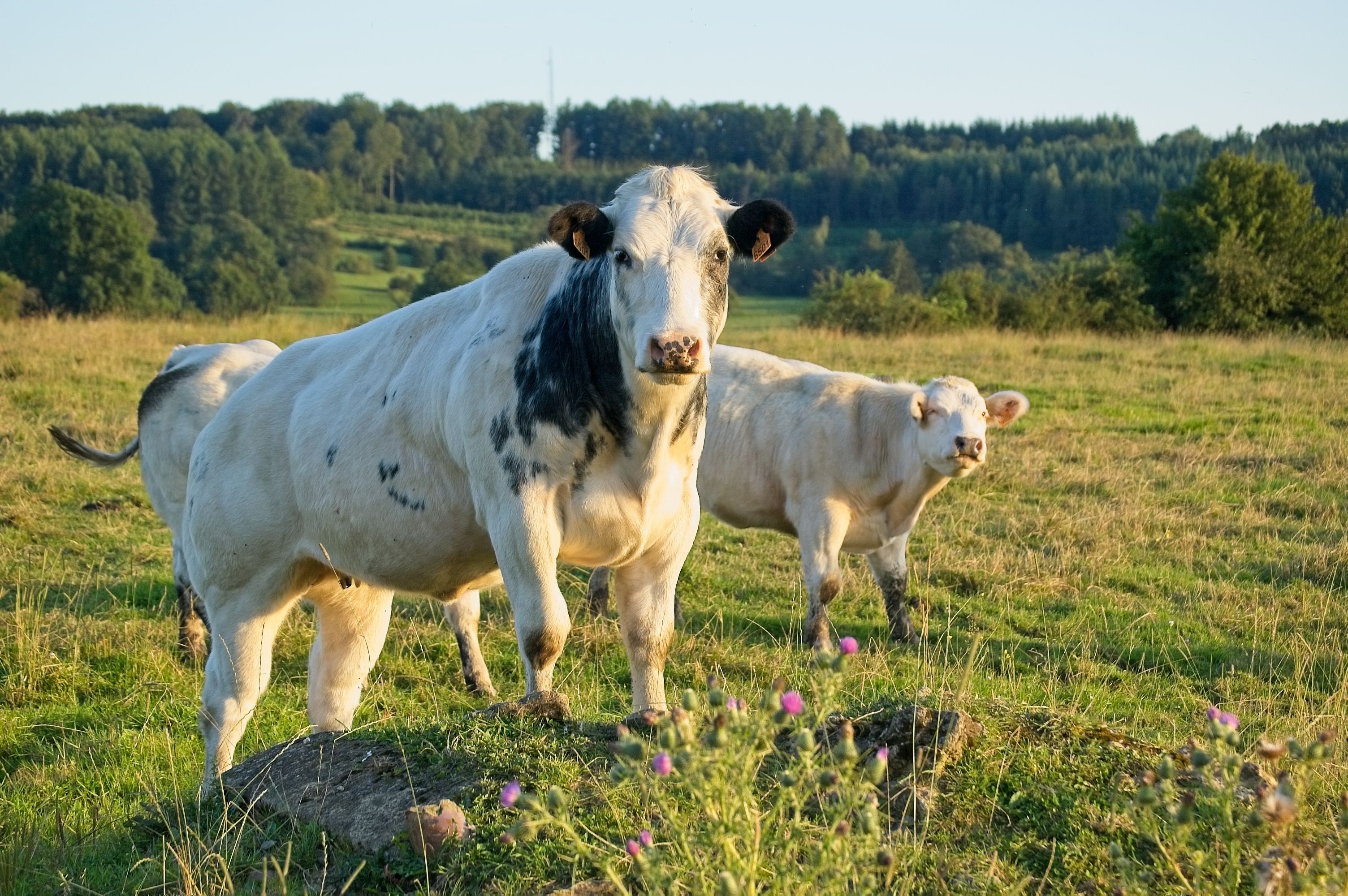 Dairy Farm Background Photos, Download The BEST Free Dairy Farm ...