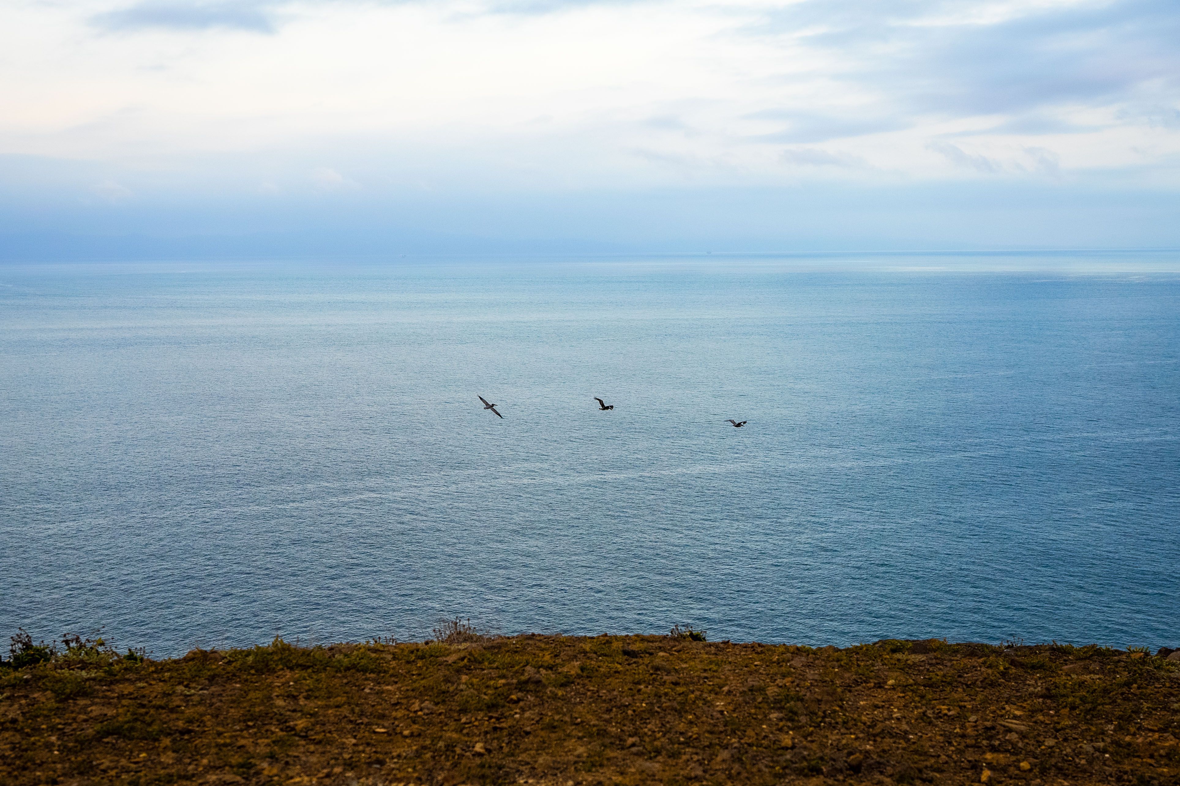 Seagulls Flying over Sea · Free Stock Photo